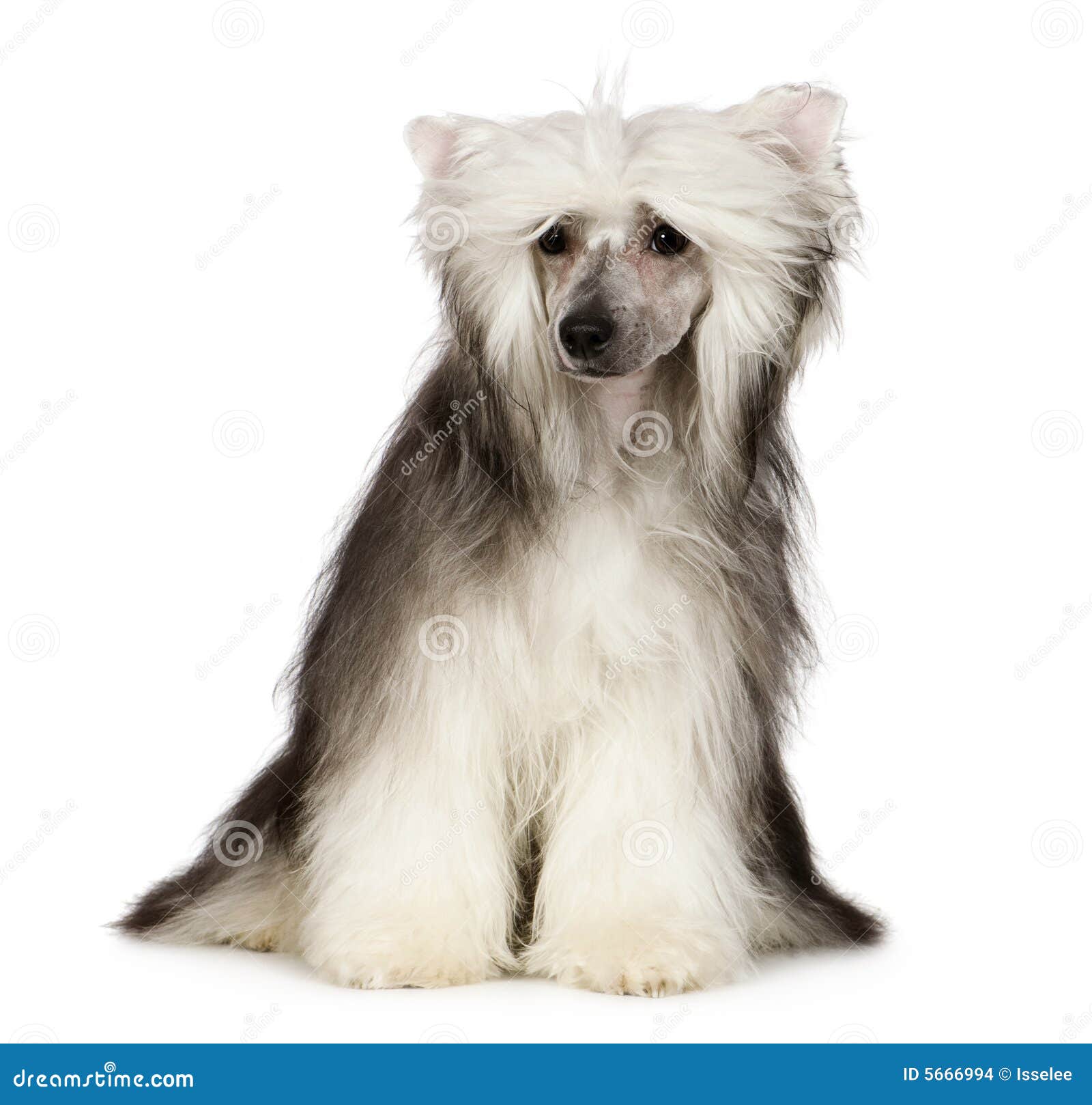 Chinese Kuif Poederdons Kapsels Chinese Naakthond | Pedigree® BE
