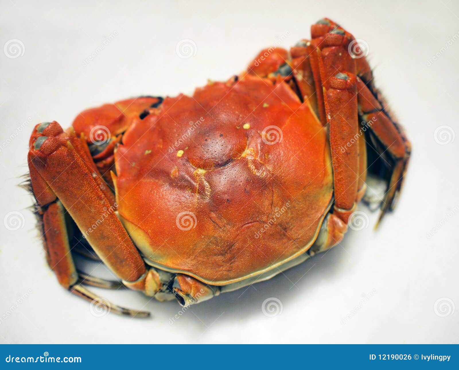 Chinese lake crab stock photo. Image of crab, chinese - 12190026