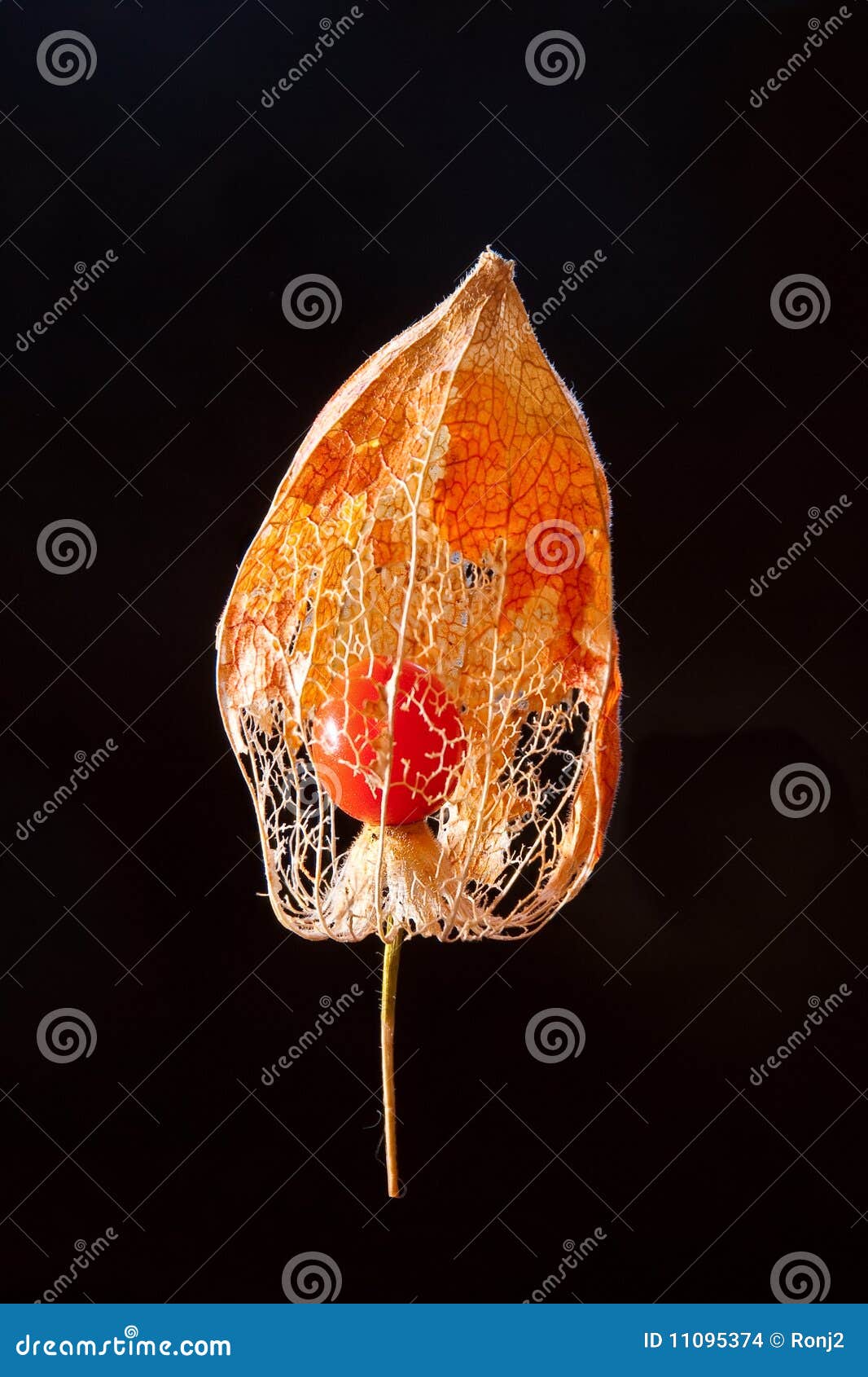 Chinese lantern flower stock photo. Image of background - 11095374