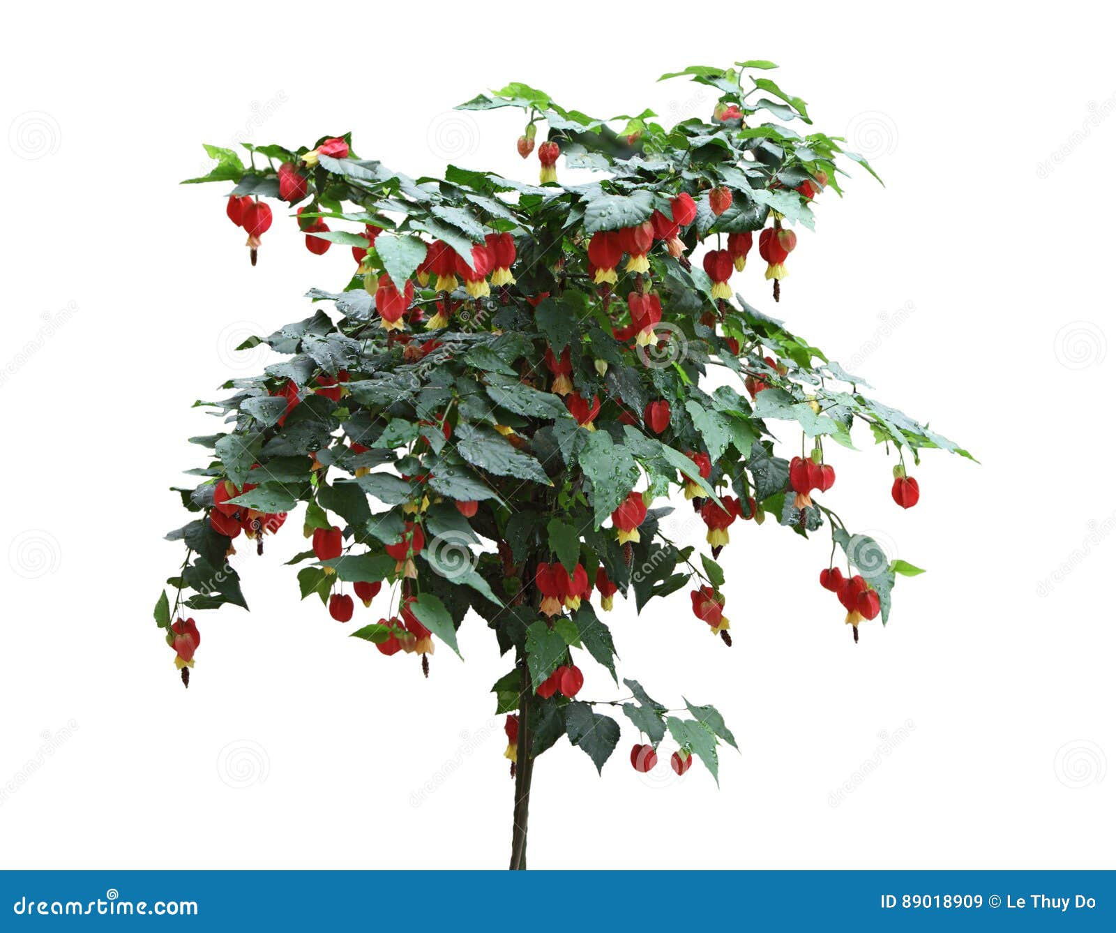 Chinese Lantern Flower stock image. Image of shrub, callianthe - 89018909