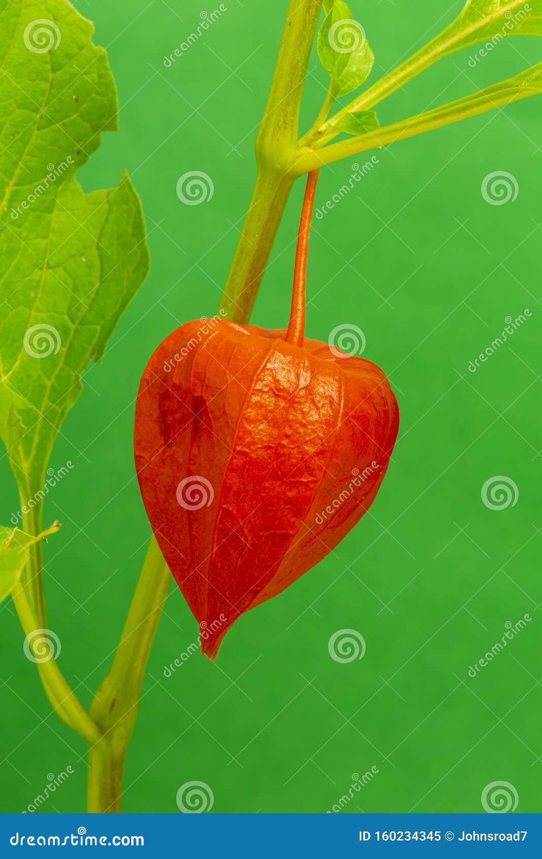 Chinese Lantern Flower stock image. Image of nature - 160234345