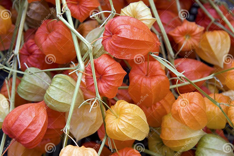 Chinese lantern flowers stock image. Image of floral - 11748739