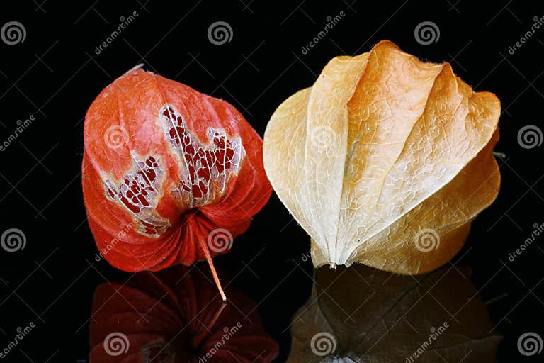 Chinese Lantern Fruits stock image. Image of decay, fruit - 5011307