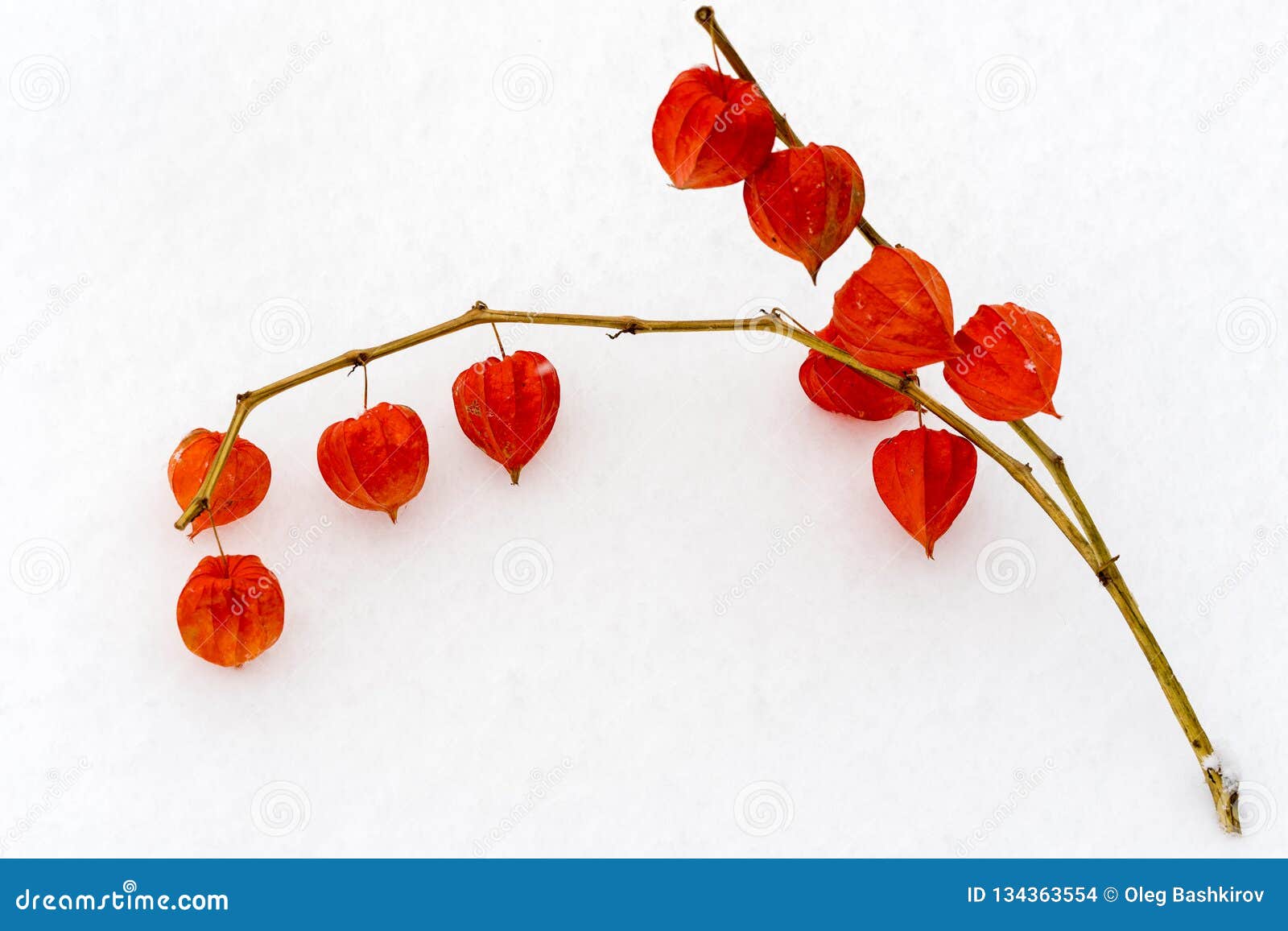 Chinese Lantern Physalis Franchetii Plant on the Snow Stock Photo ...