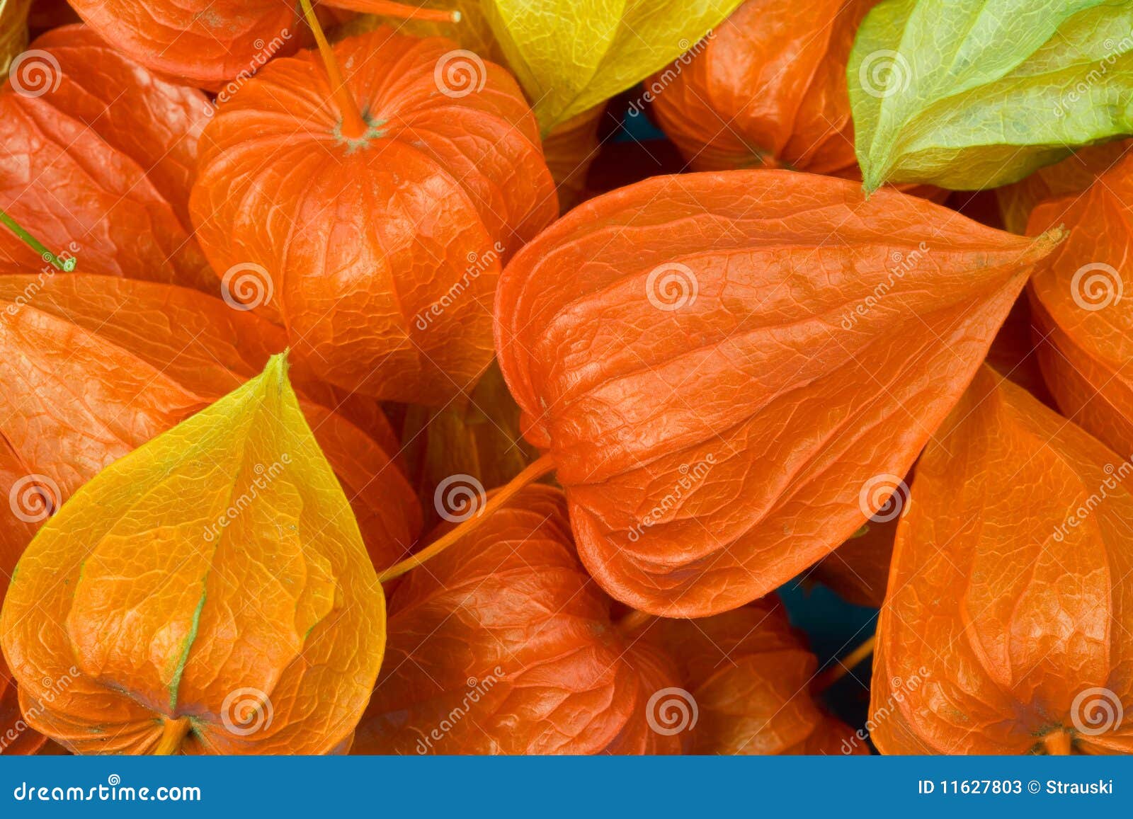 Chinese Lantern Pods stock image. Image of beauty, globular - 11627803