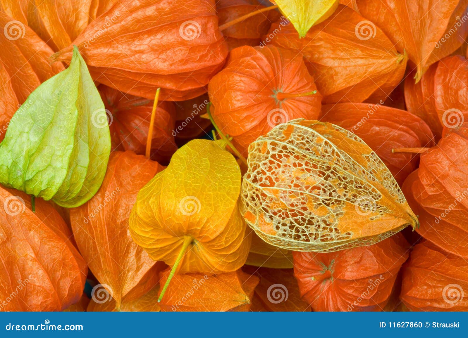 Chinese Lantern Pods stock photo. Image of vibrant, winter - 11627860