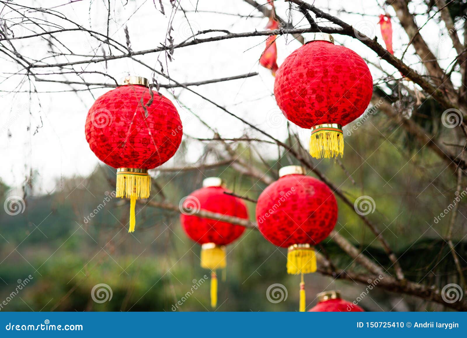 Chinese Lantern Tree Stock Photos - Download 3,485 Royalty Free Photos