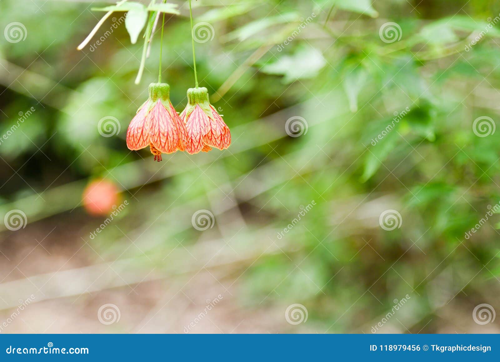 Chinese Lantern Tree Blossom Stock Photo - Image of fresh, beauty ...
