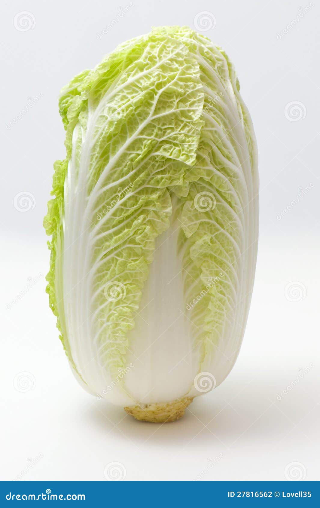 Chinese leaf stock photo. Image of chinese, asian, stand - 27816562