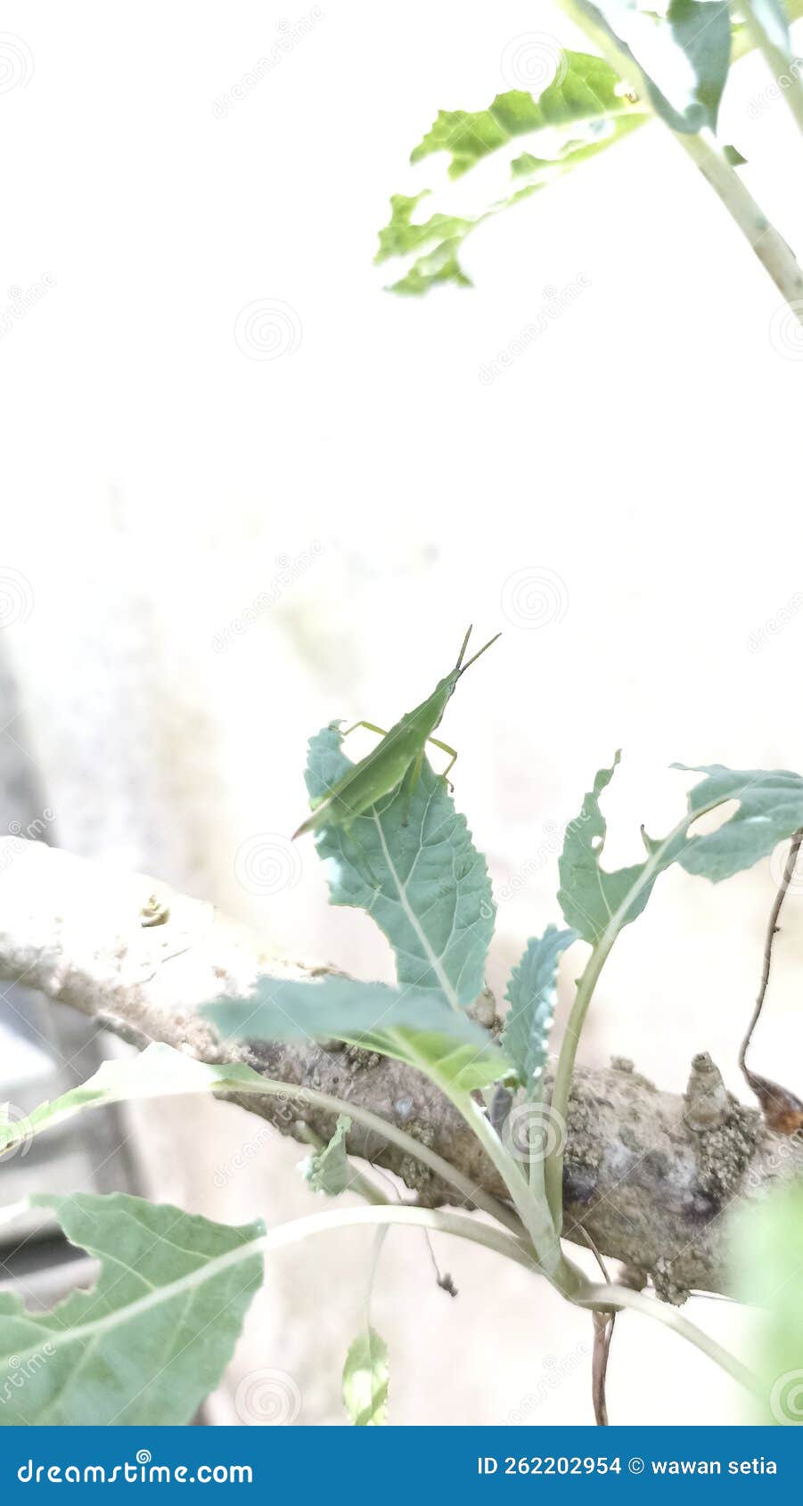 Chinese Leaf-eating Locusts, Plant Pests Stock Photo - Image of plant ...