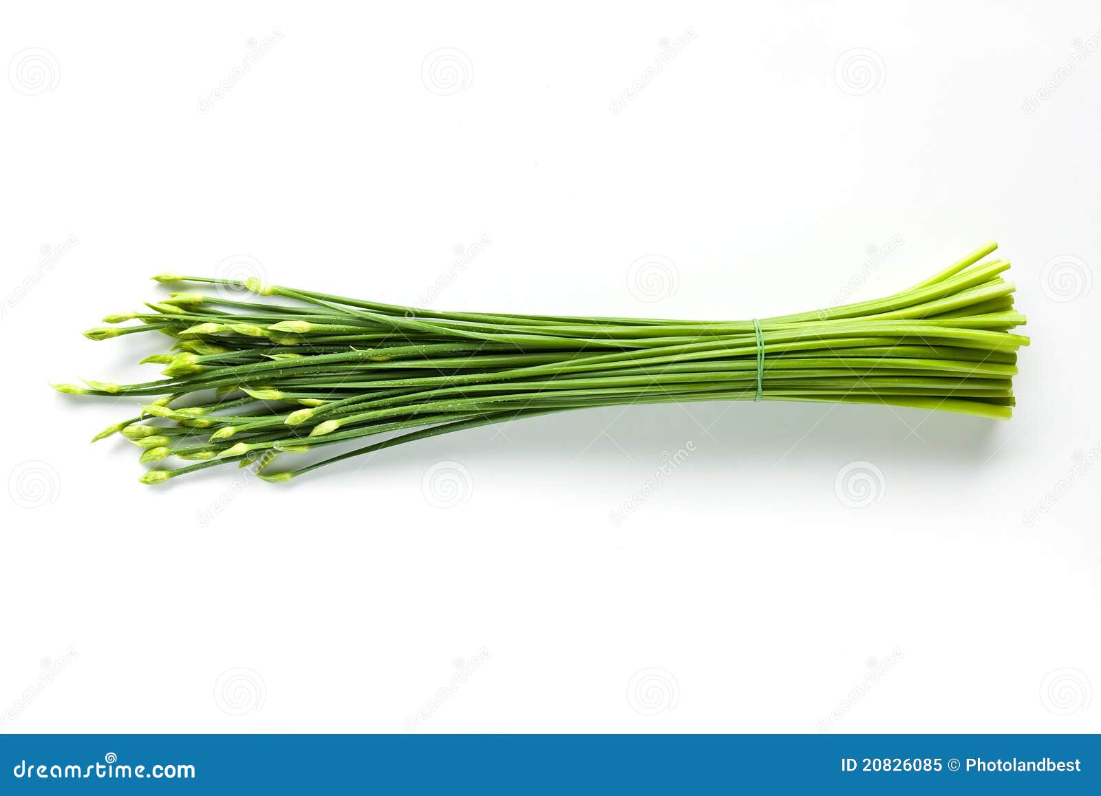 Chinese leek stock image. Image of leek, grow, ingredient - 20826085