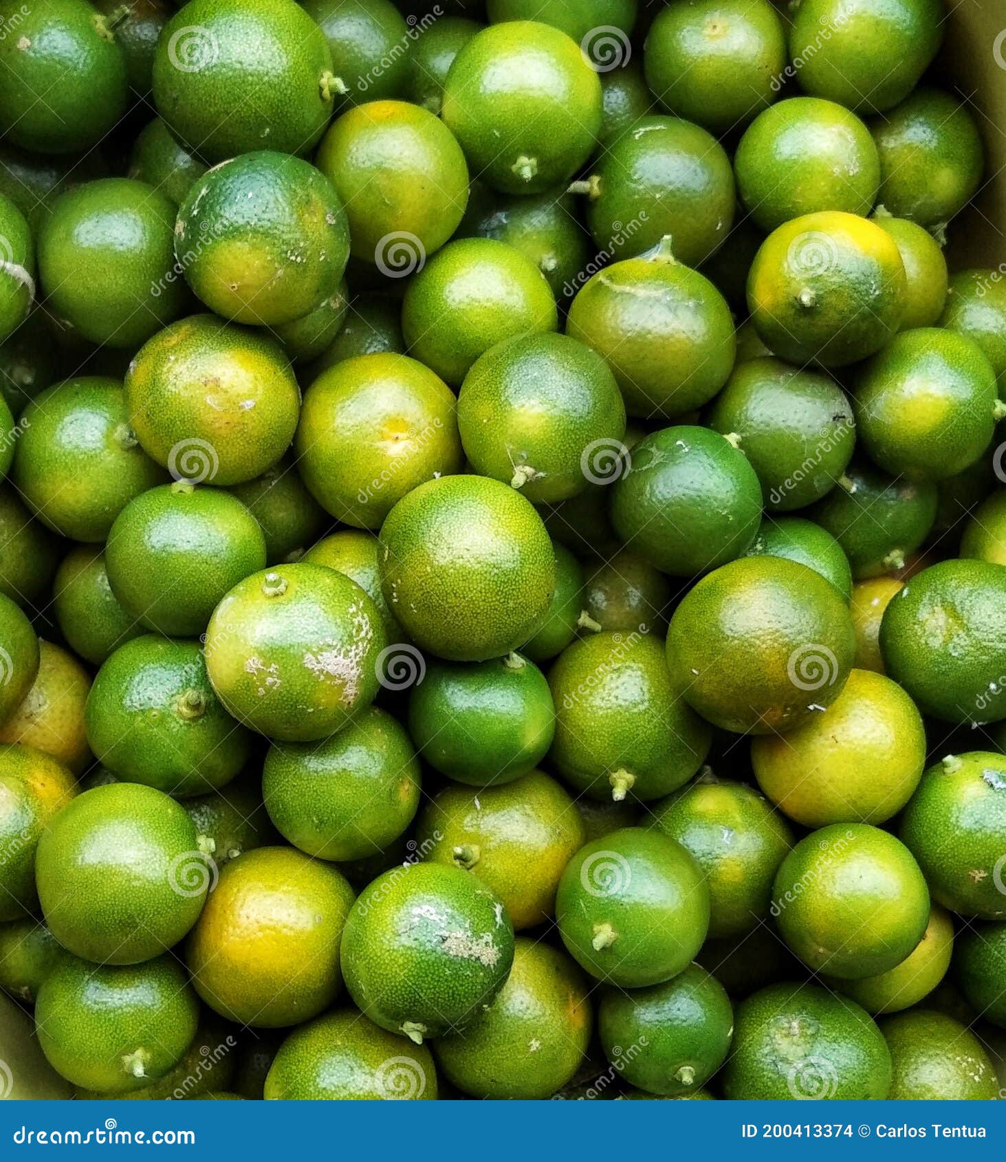 Chinese Lemon in Indonesia stock photo. Image of fresh - 200413374