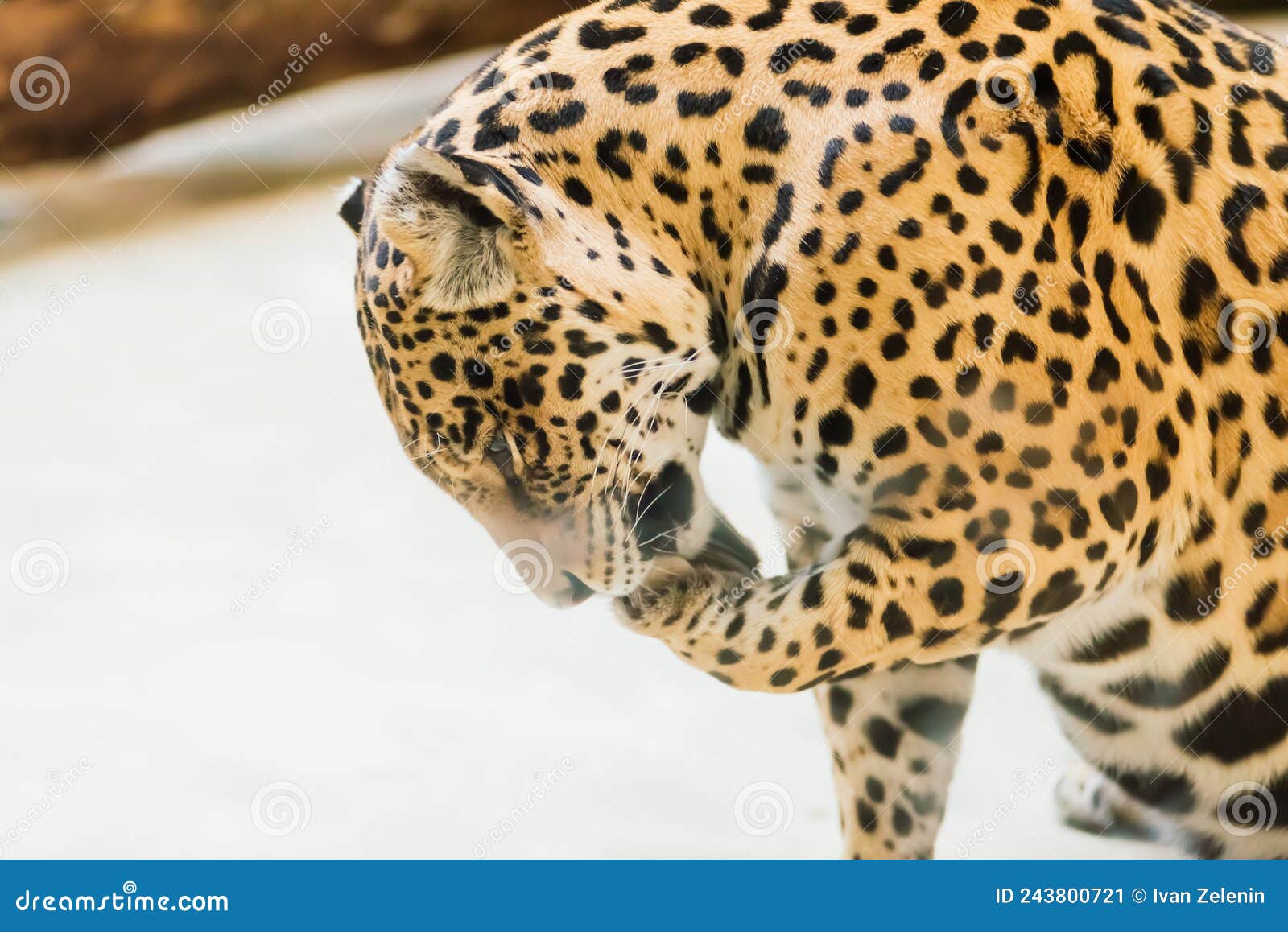 Chinese Leopard or North China Leopard in a Zoo Stock Image - Image of ...