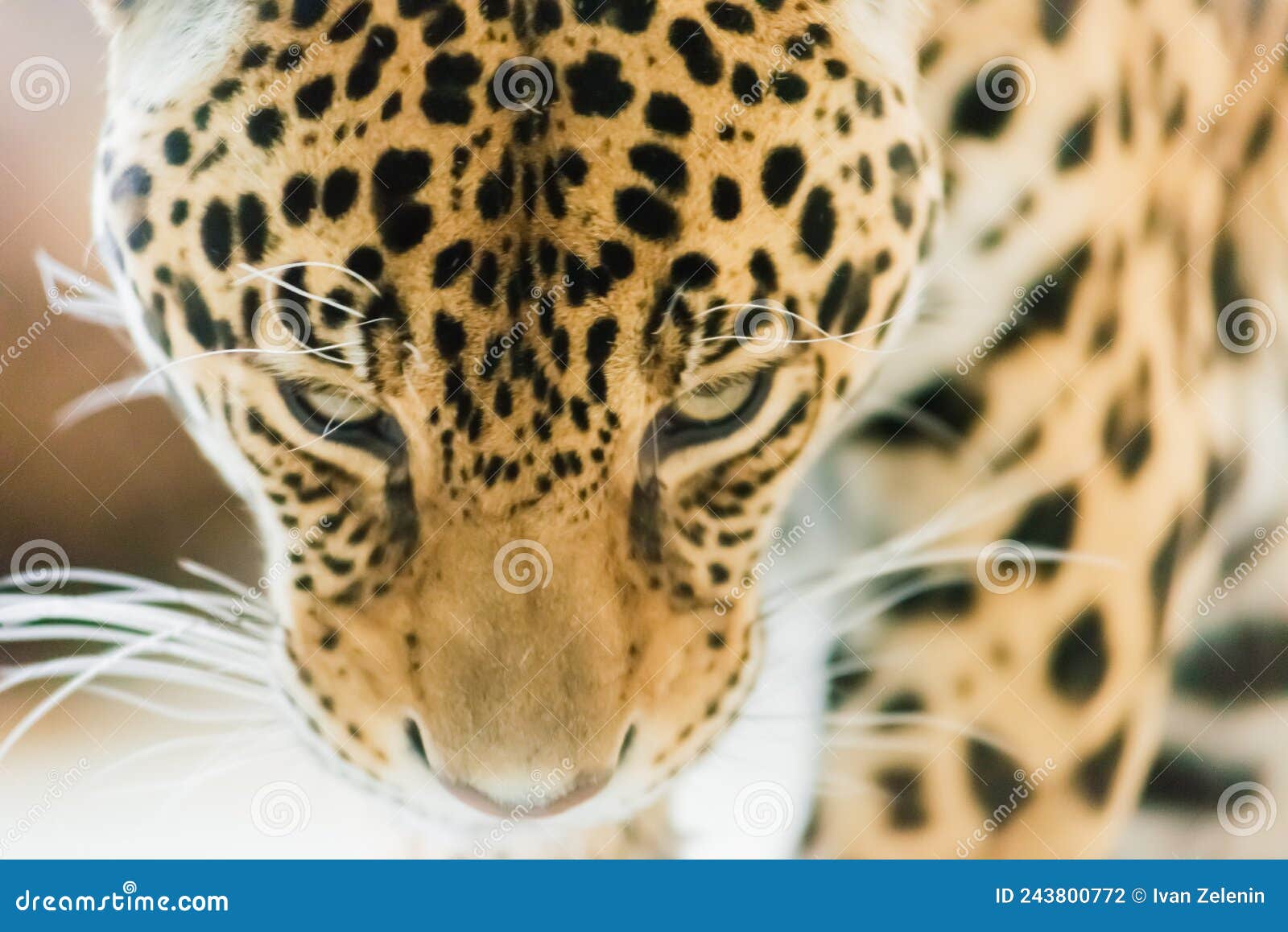 Chinese Leopard or North China Leopard in a Zoo Stock Photo - Image of ...