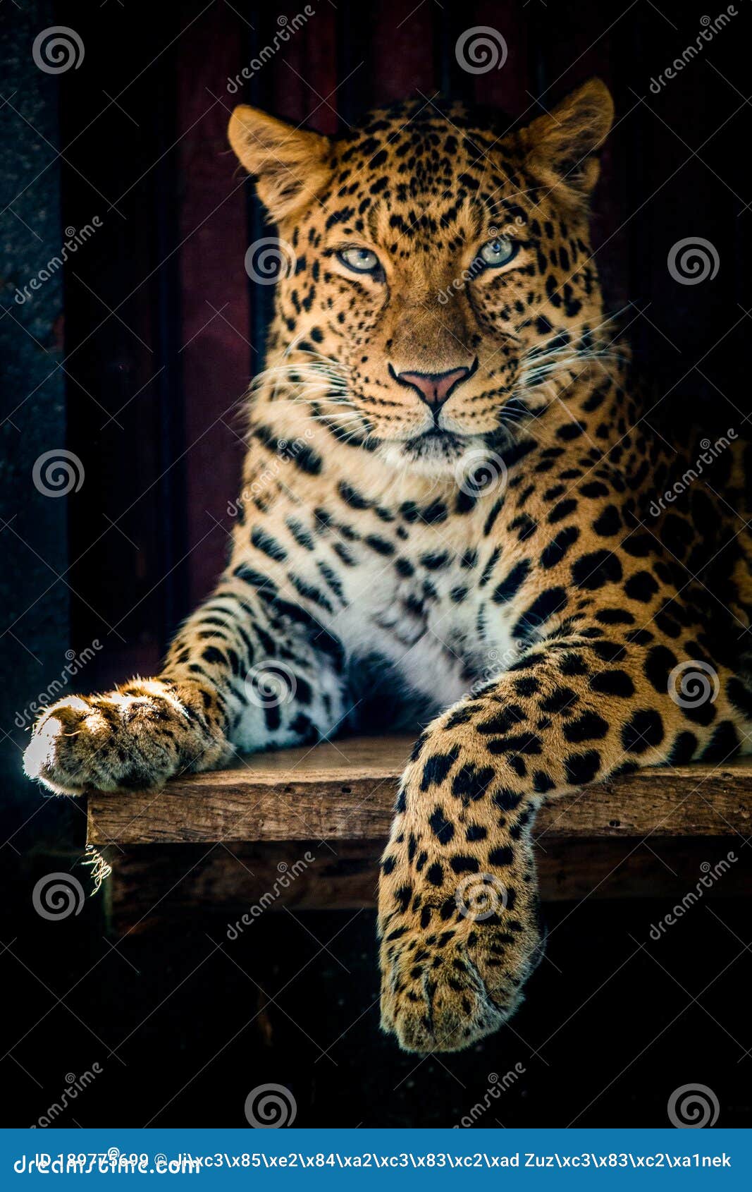 Chinese Leopard Art Royalty-Free Stock Image | CartoonDealer.com #41169388