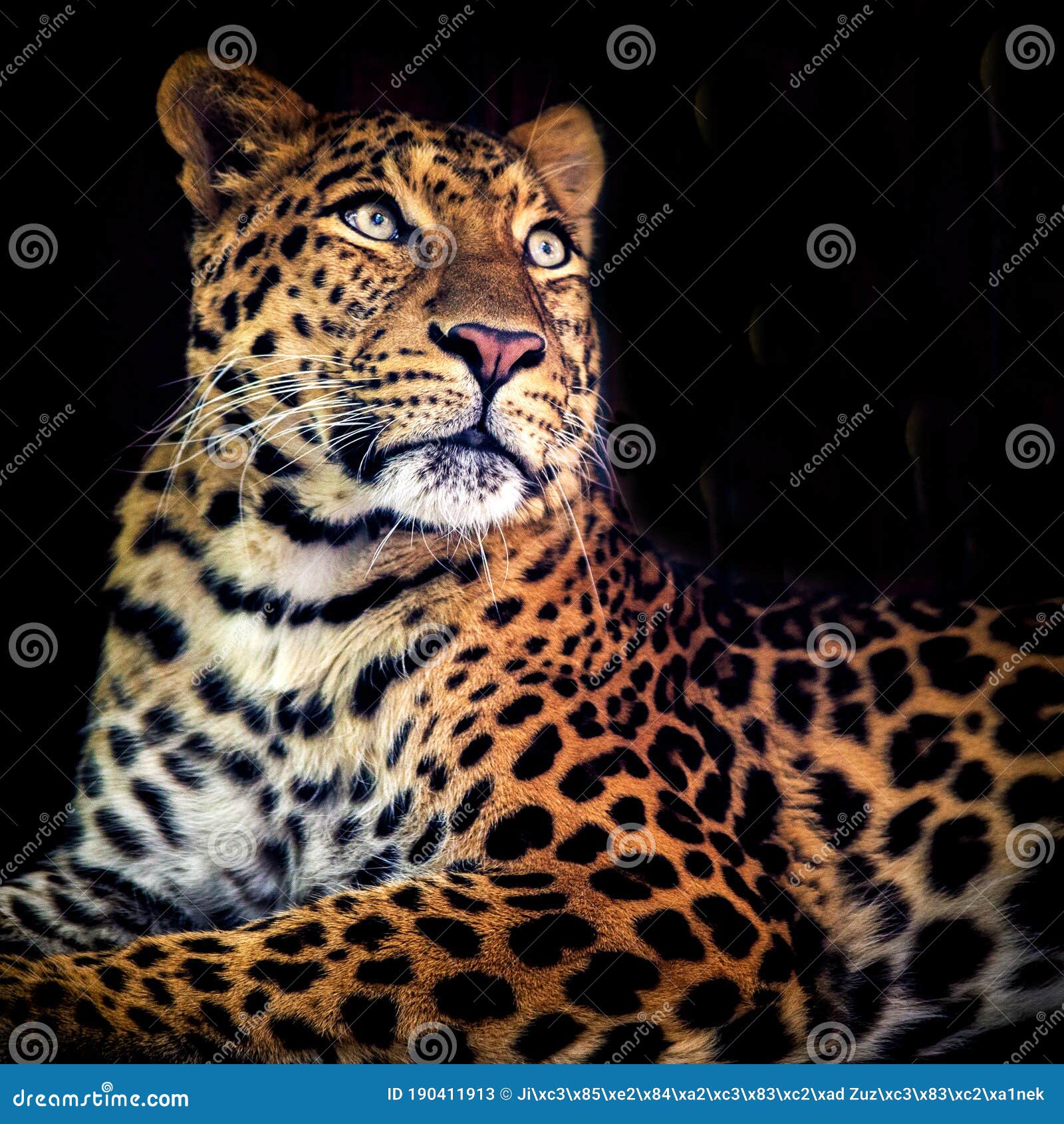 Chinese Leopard Portrait in Nature Stock Image - Image of close, park ...