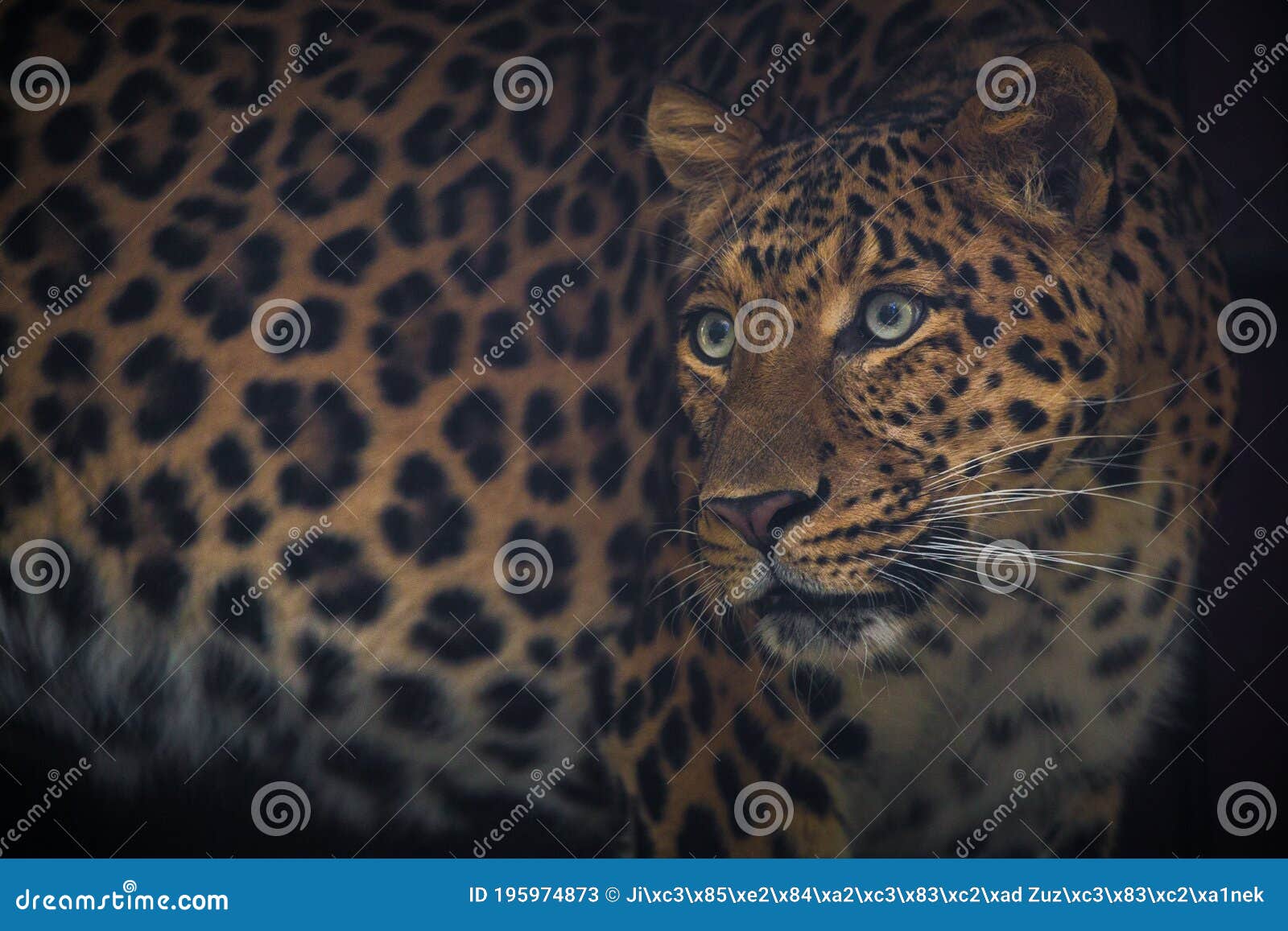 Chinese Leopard Portrait from Nature Stock Image - Image of leopard ...