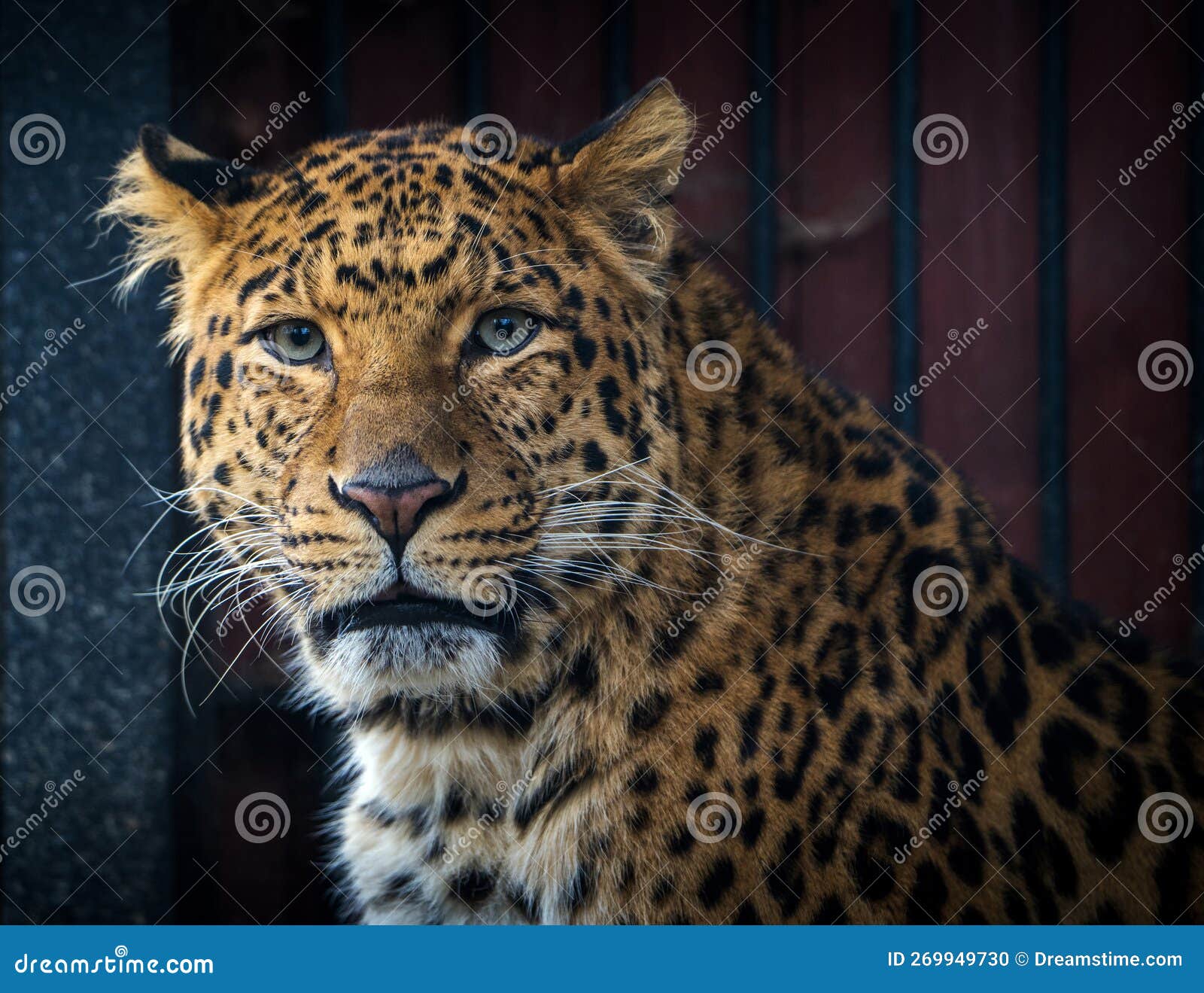 Chinese Leopard Portrait in Nature Stock Photo - Image of predators ...
