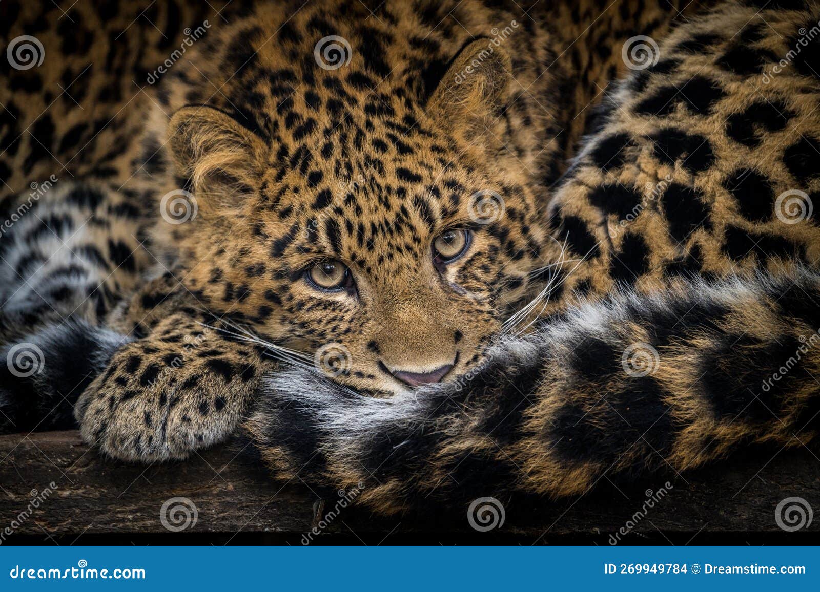 Chinese Leopard Portrait in Nature Stock Photo - Image of chinese ...