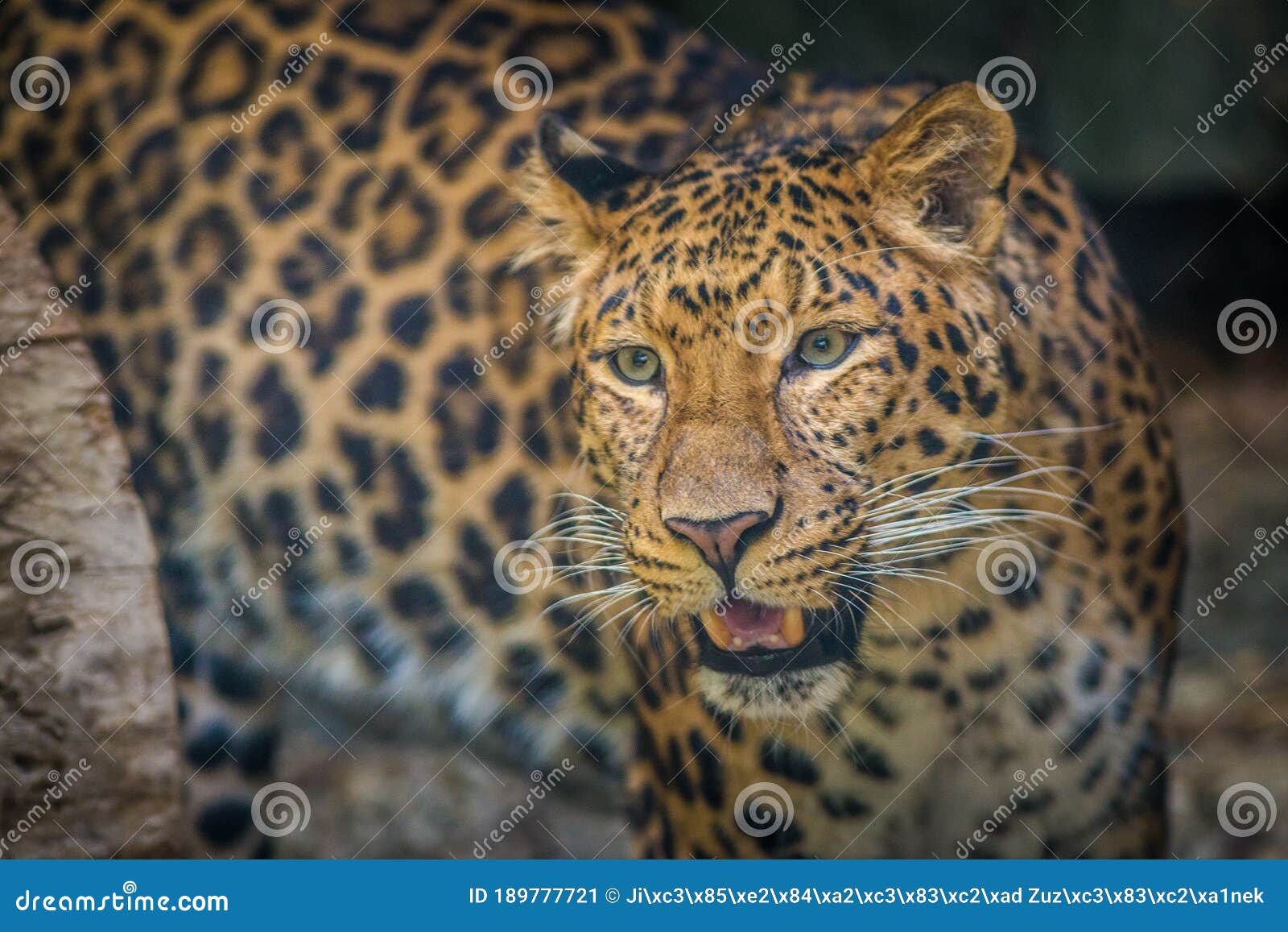Chinese Leopard Portrait in Zoo Stock Image - Image of animal, closeup ...
