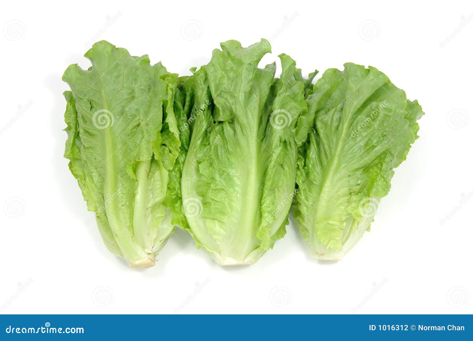 Chinese lettuce stock photo. Image of isolate, white, choy - 1016312