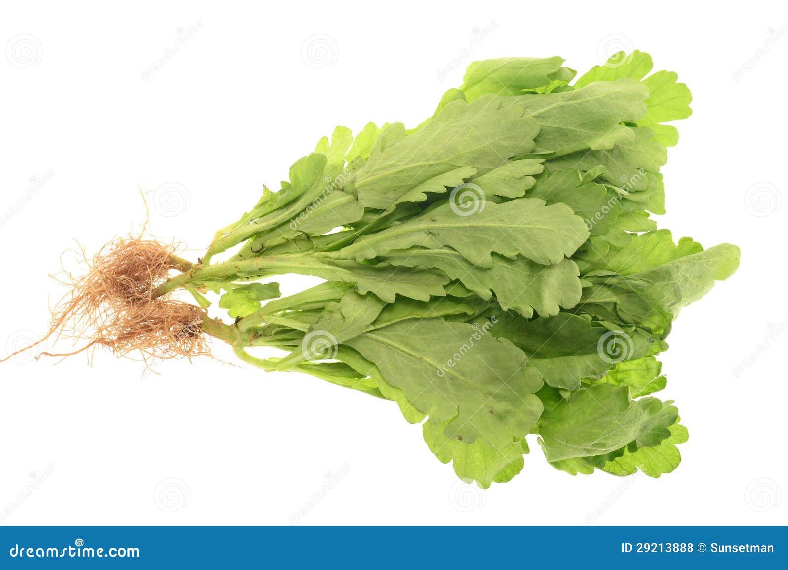 Chinese Lettuce stock photo. Image of produce, nature - 29213888