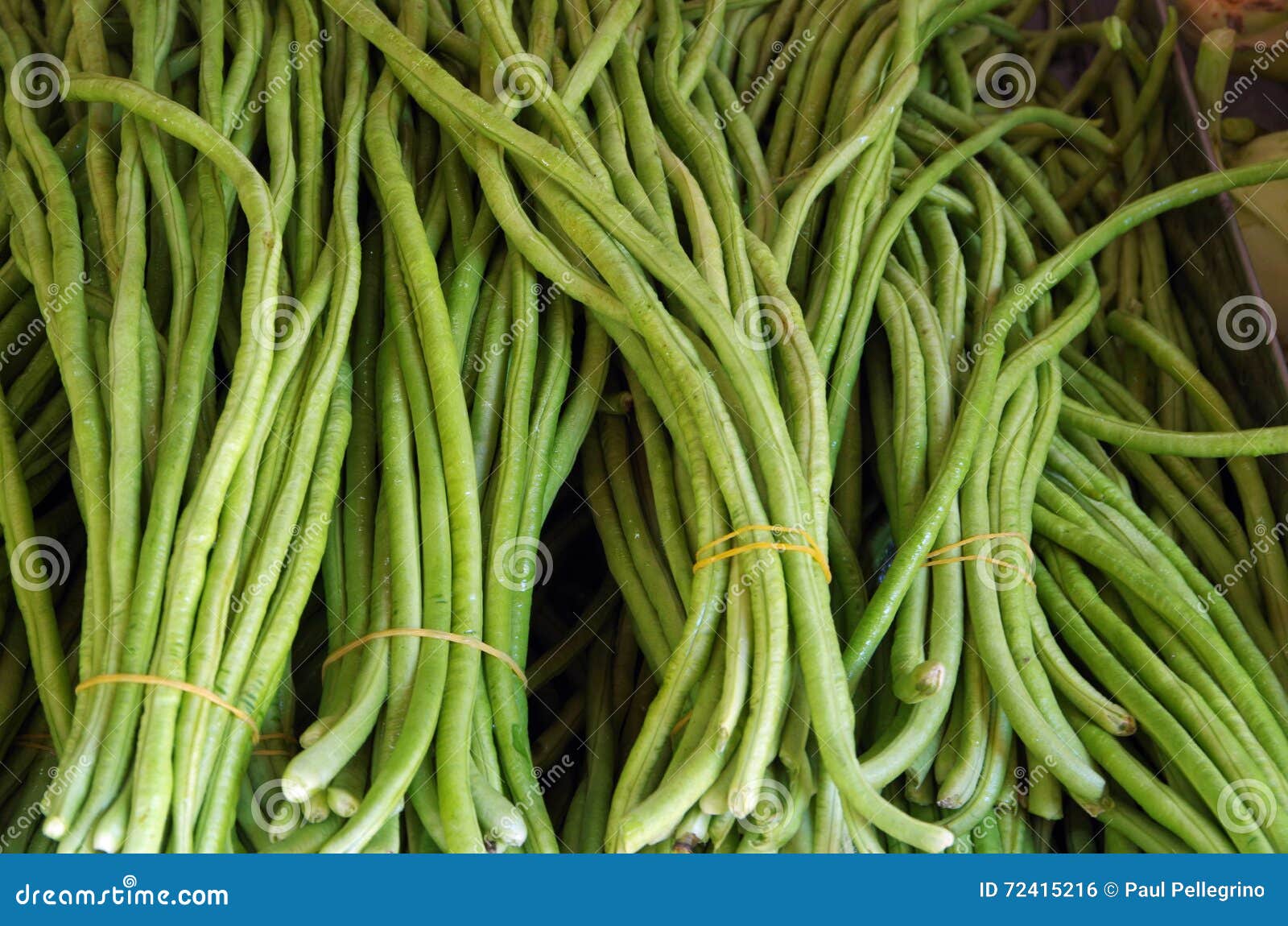 Chinese long beans bunches stock photo. Image of place - 72415216