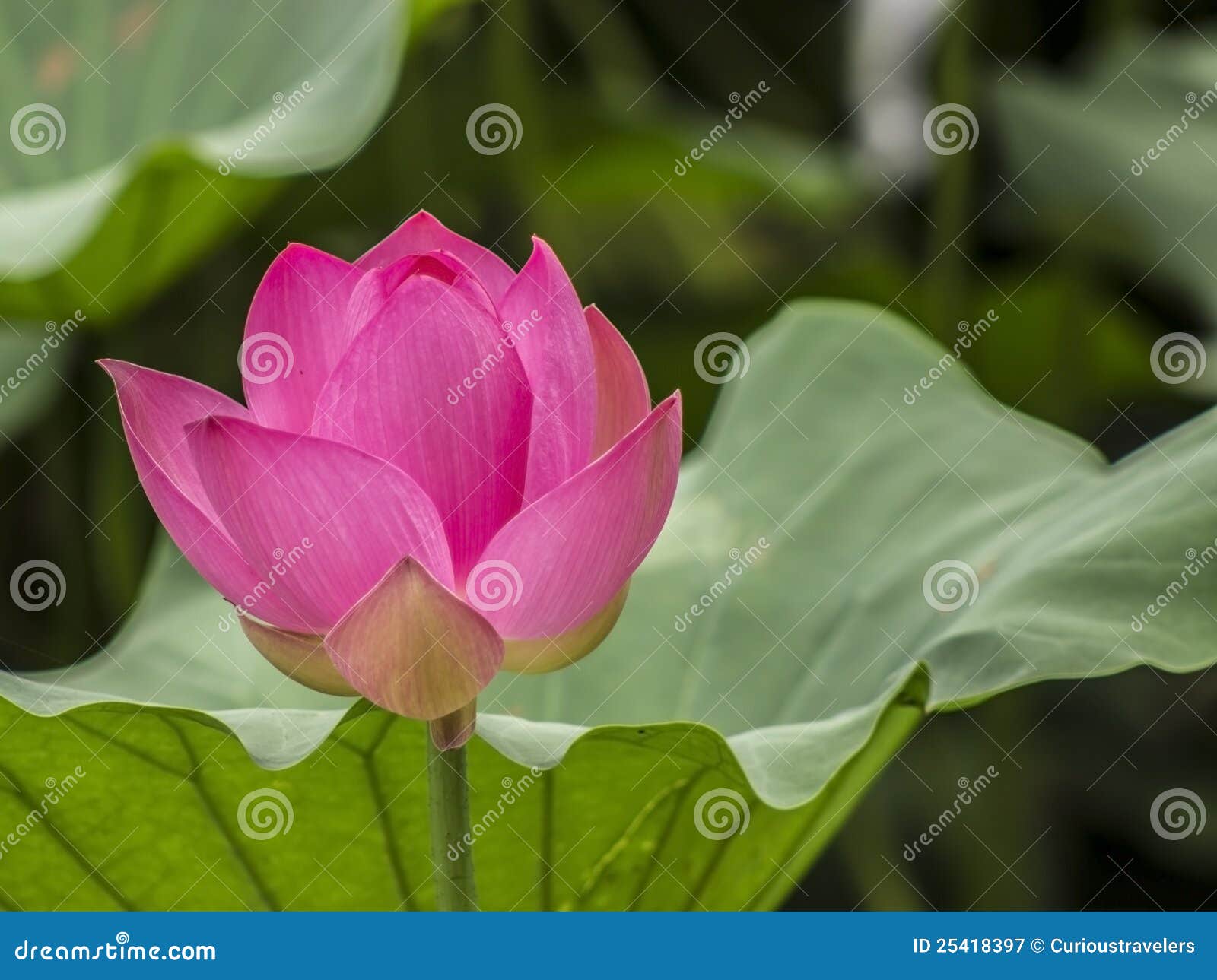 Chinese Lotus Flower stock image. Image of lotus, bloom - 25418397