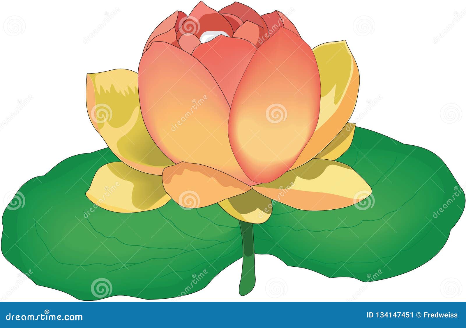 Chinese Lotus Illustration stock vector. Illustration of flowers ...
