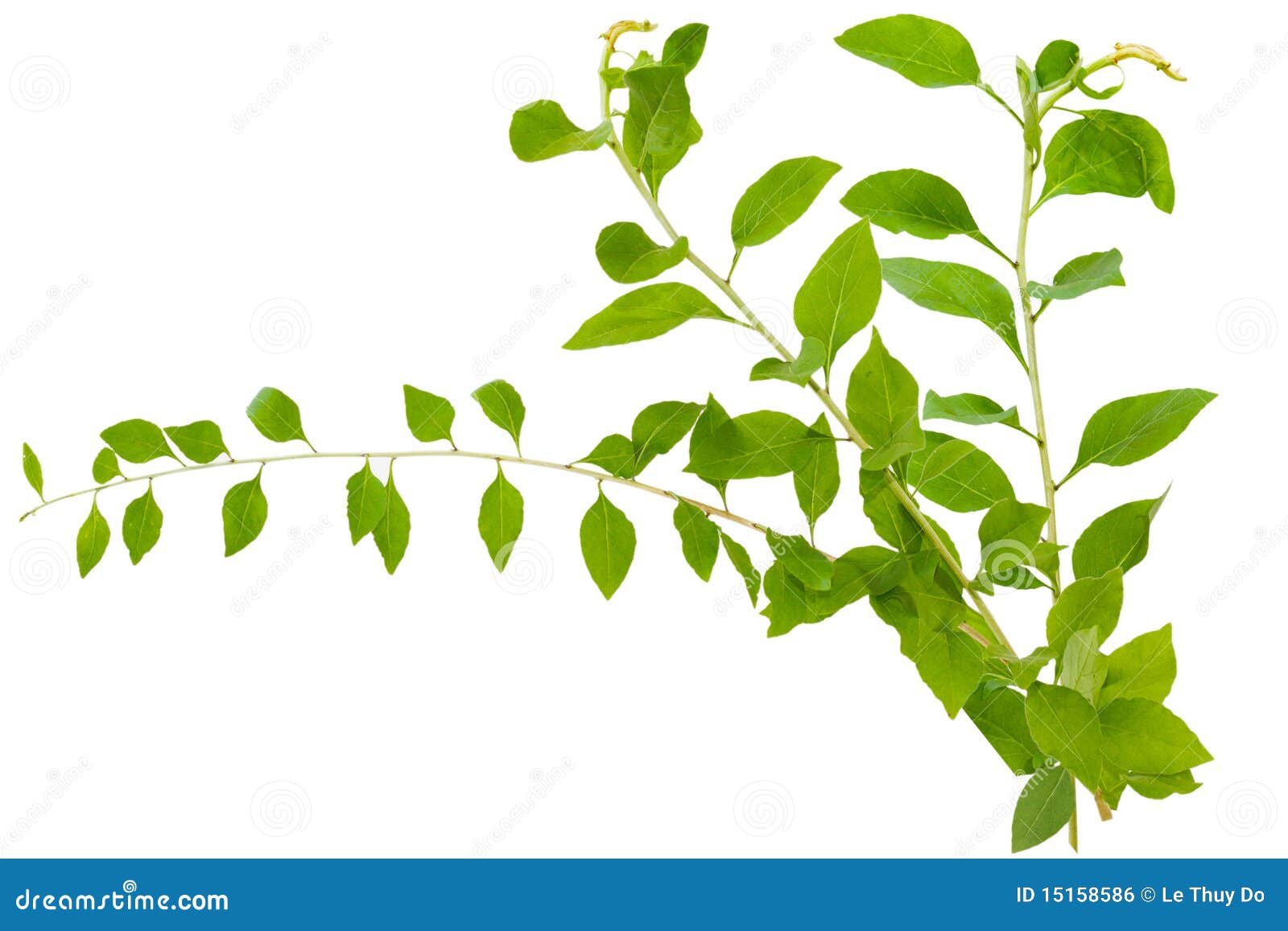 Chinese Lycium Boxthorn stock photo. Image of oriental - 15158586
