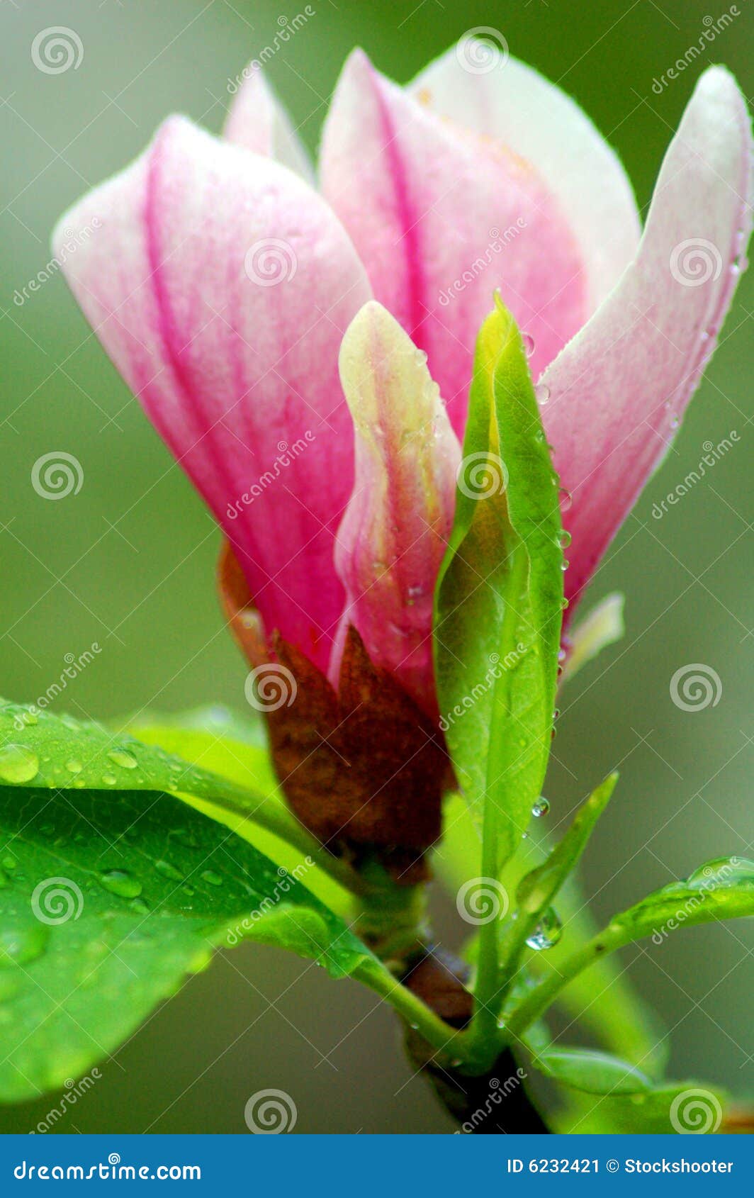 Chinese Magnolia Flower stock image. Image of flora, botany - 6232421