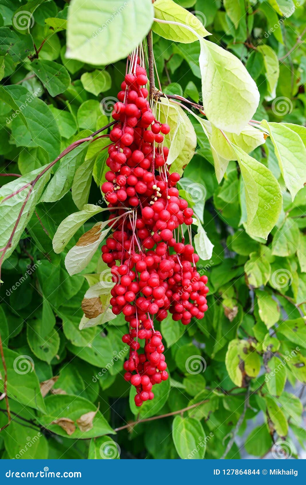 Magnolia Vine Stock Images - Download 303 Royalty Free Photos