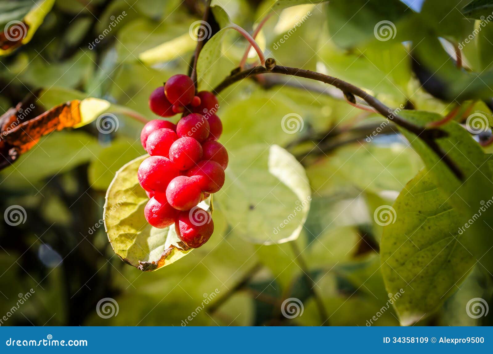 Chinese Magnolia Vine Berries Stock Image - Image of crimson, natural ...