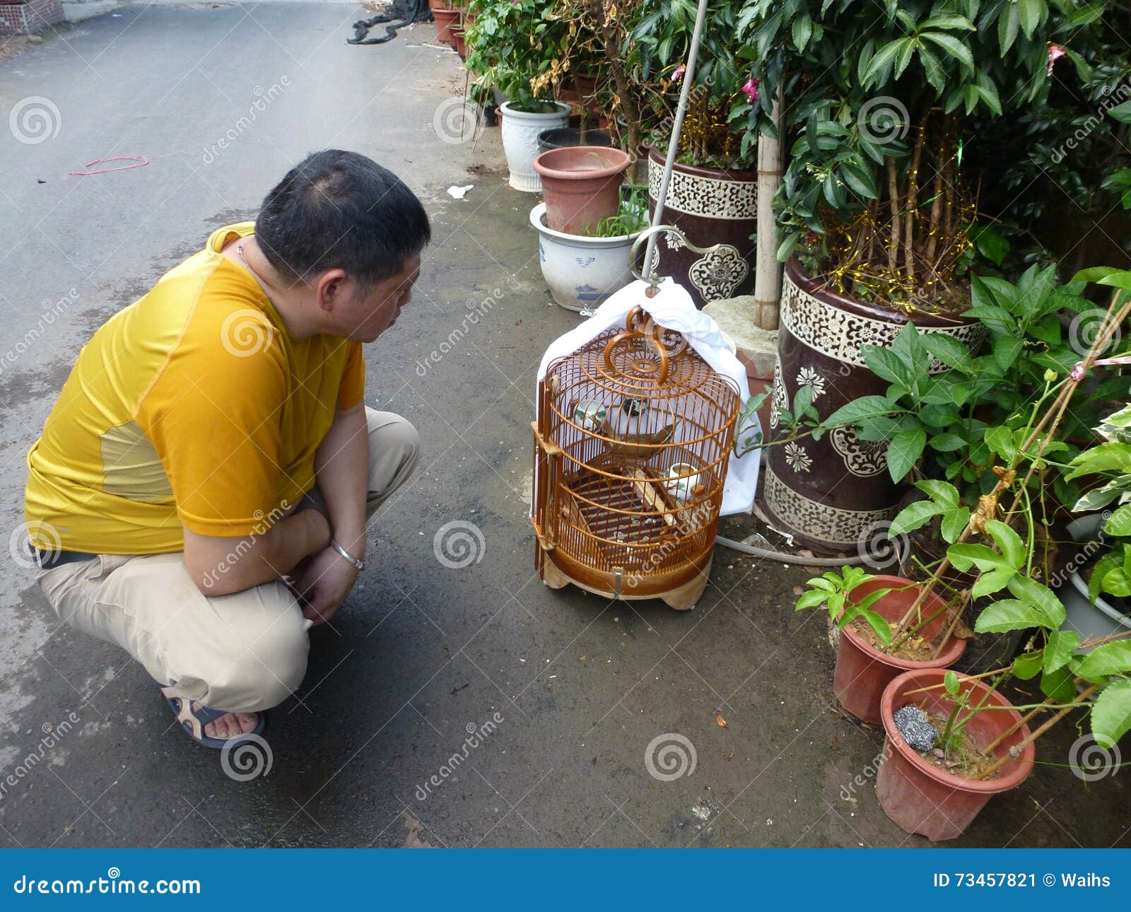 Chinese man raising birds editorial photo. Image of feeding - 73457821