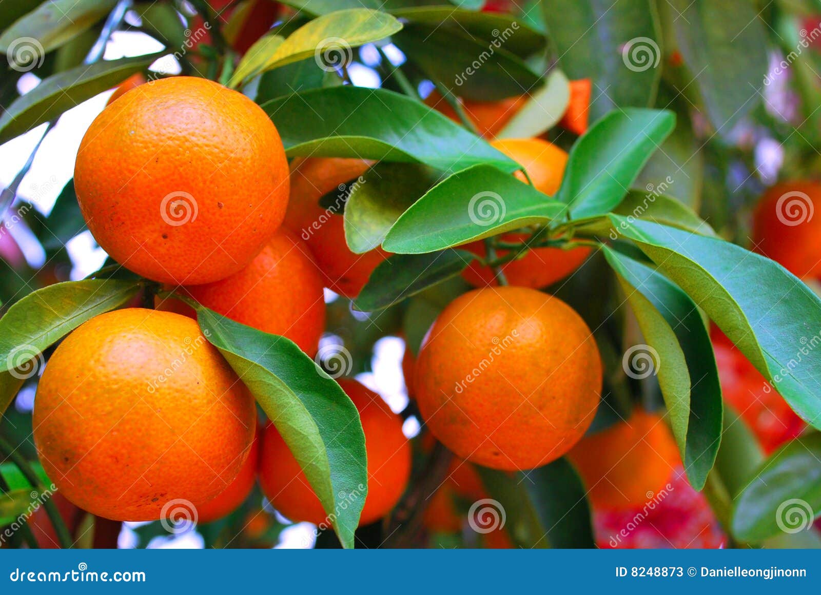 Chinese mandarin oranges stock image. Image of skin, leaf - 8248873