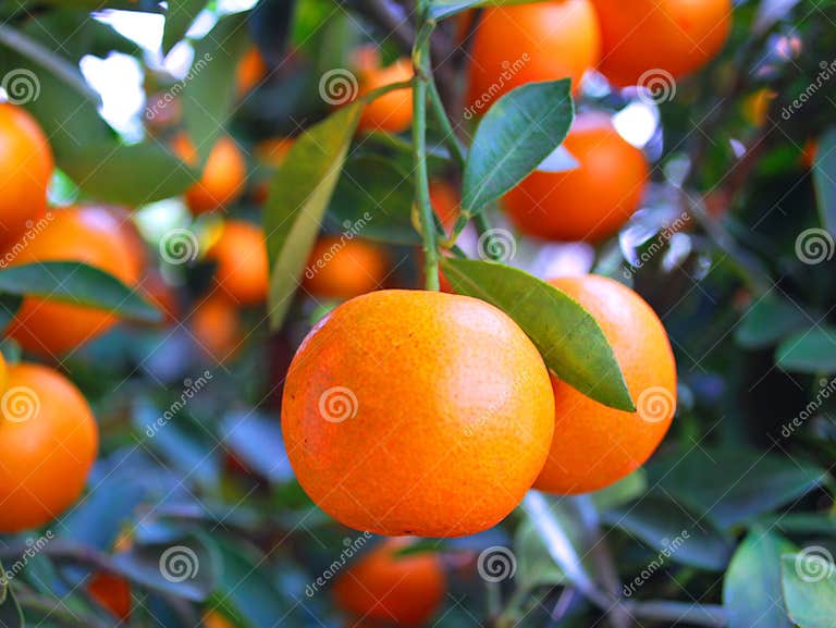 Chinese mandarin oranges stock image. Image of delicious - 8374555