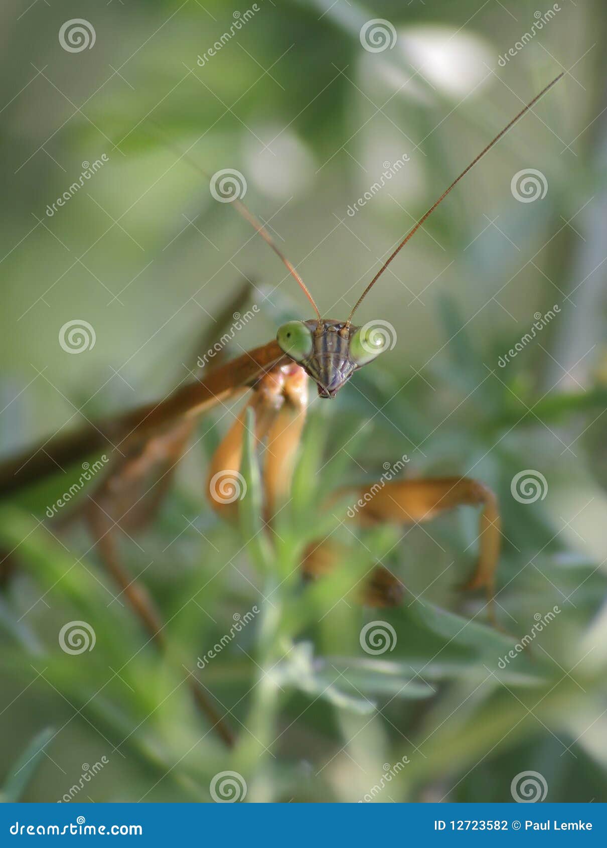 Chinese Mantis Tenodera Sinensis - Praying Mantis On Branch. Green ...