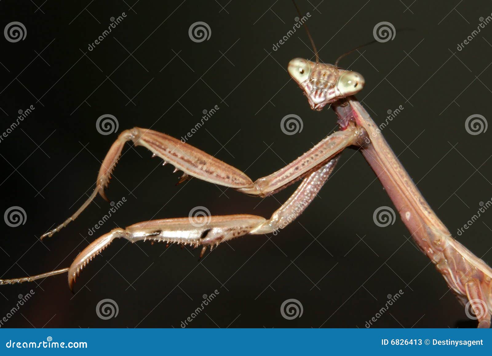 Chinese Mantis - Tenodera Aridifolia Sinensis Stock Image - Image of ...