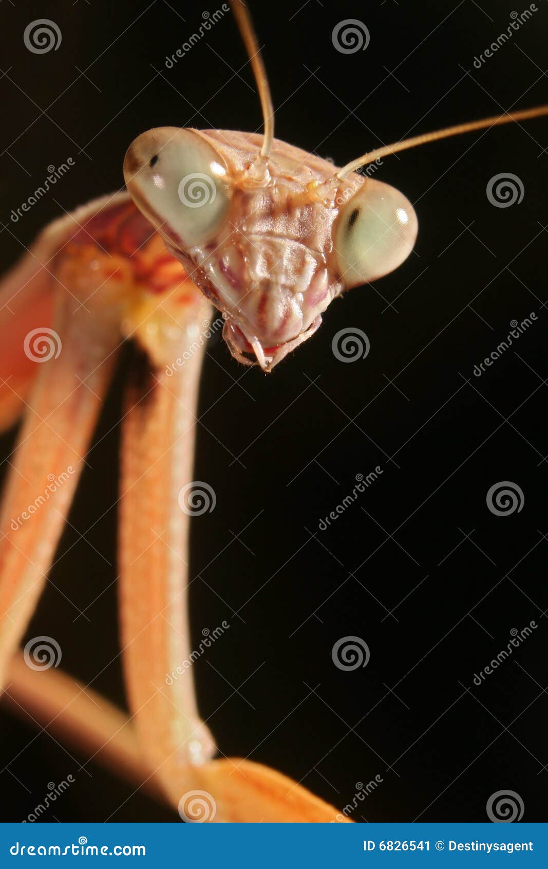 Tenodera Aridifolia (Chinese Mantis) Brown Color Perched On The Leaves ...