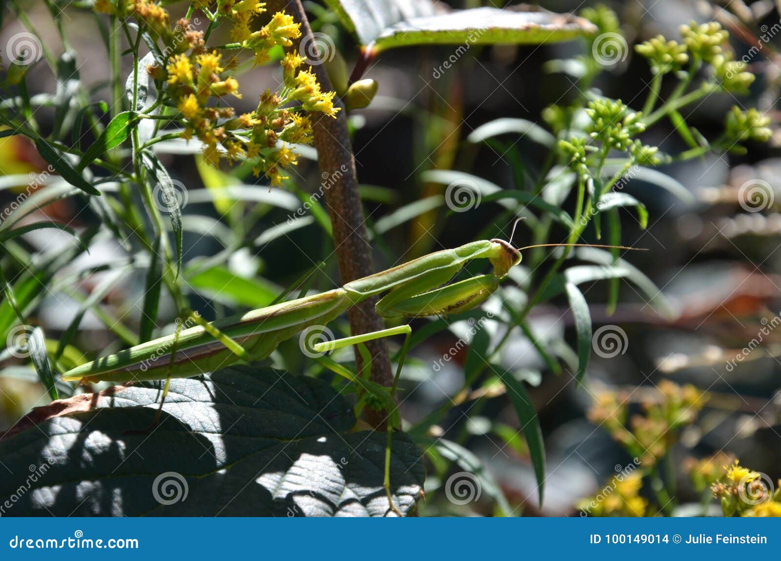 A Chinese Mantis (Tenodera Aridifolia Sinensis) Royalty-Free Stock ...