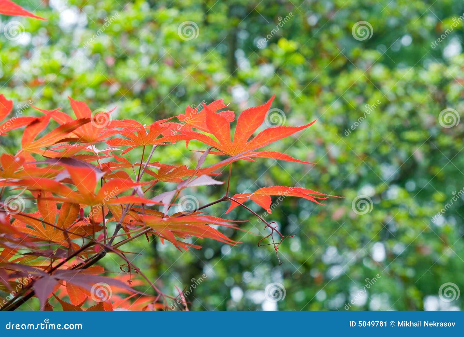 Chinese maple stock image. Image of rural, beautiful, asia - 5049781