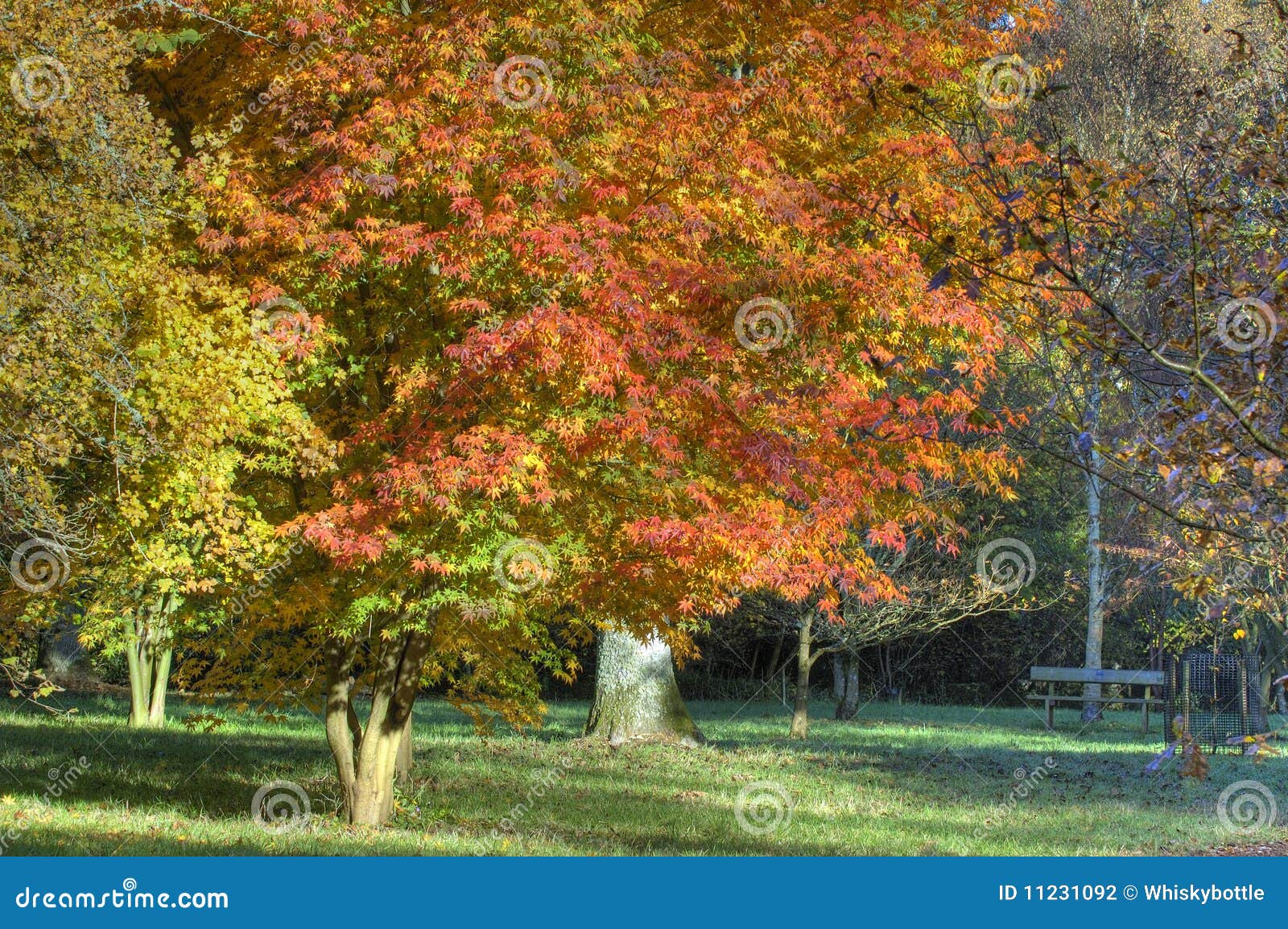 Chinese Maple - Acer Flabellatum Stock Photo - Image of colors, autumn ...