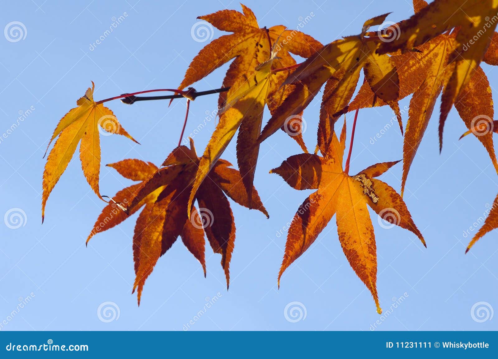 Chinese Maple - Acer Flabellatum Stock Image - Image of maple, britain ...