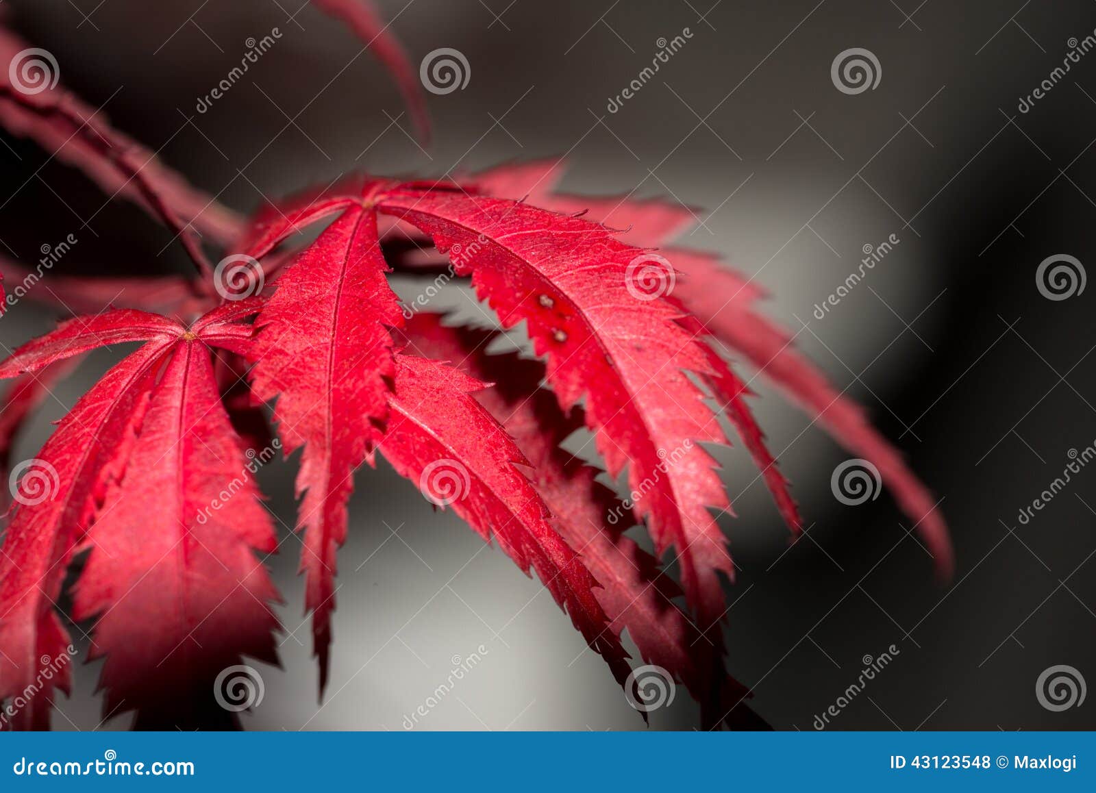 Chinese Maple - Acer Flabellatum Royalty-Free Stock Photography ...