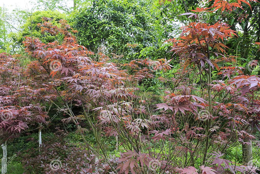 Chinese maple trees stock image. Image of maple, chinese - 43016609