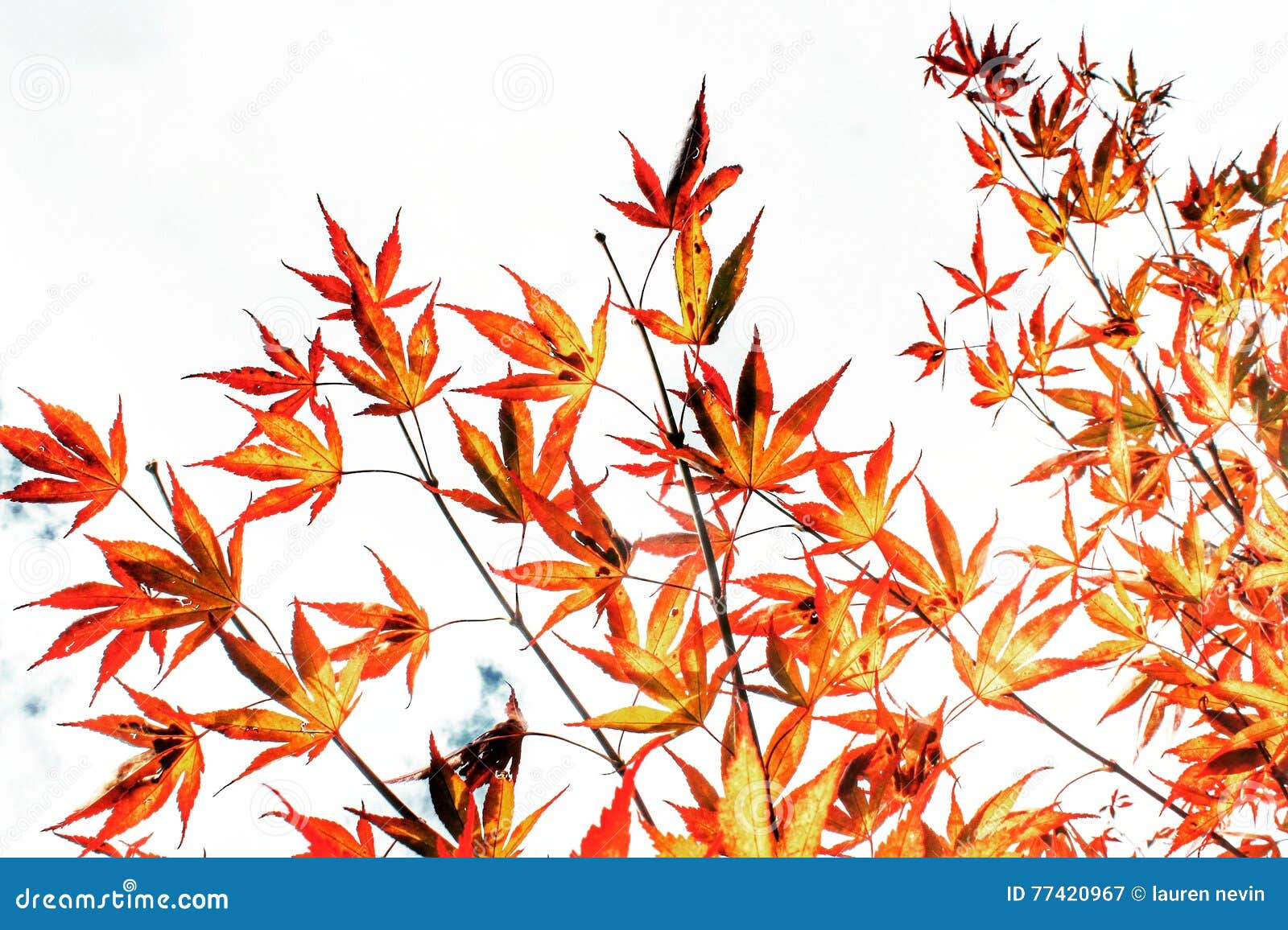 Chinese maple stock image. Image of view, leaves, tree - 77420967