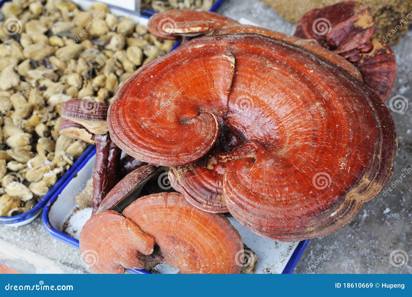 Chinese Medicinal Herb :linzhi Stock Image - Image of chinese, fans ...