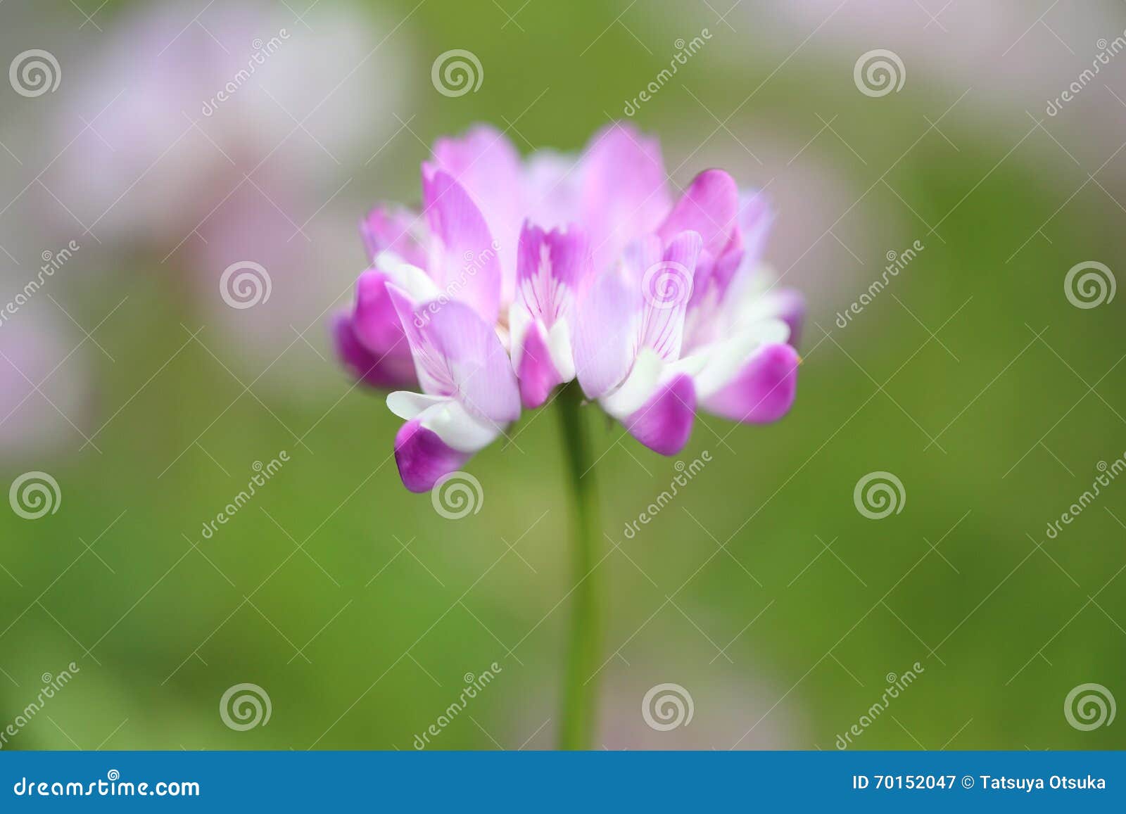 Chinese milk vetch stock image. Image of milk, closeup - 70152047