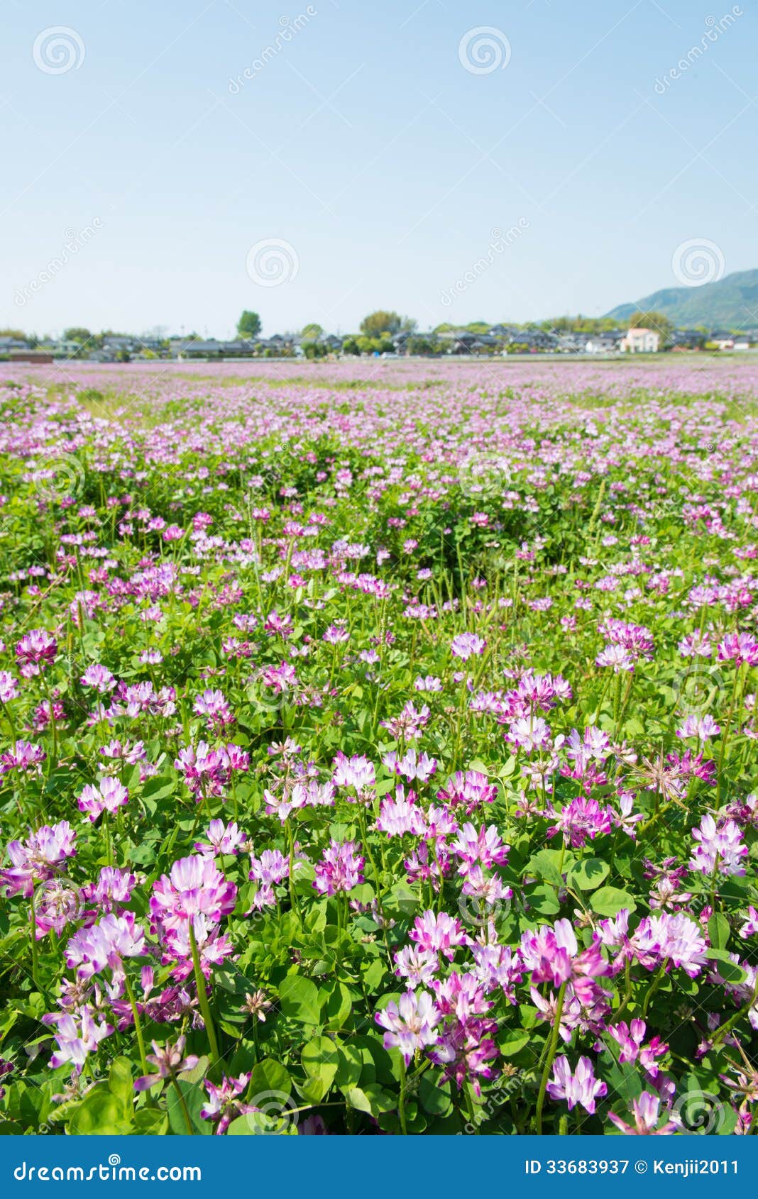 Chinese milk vetch stock image. Image of nature, natural - 33683937
