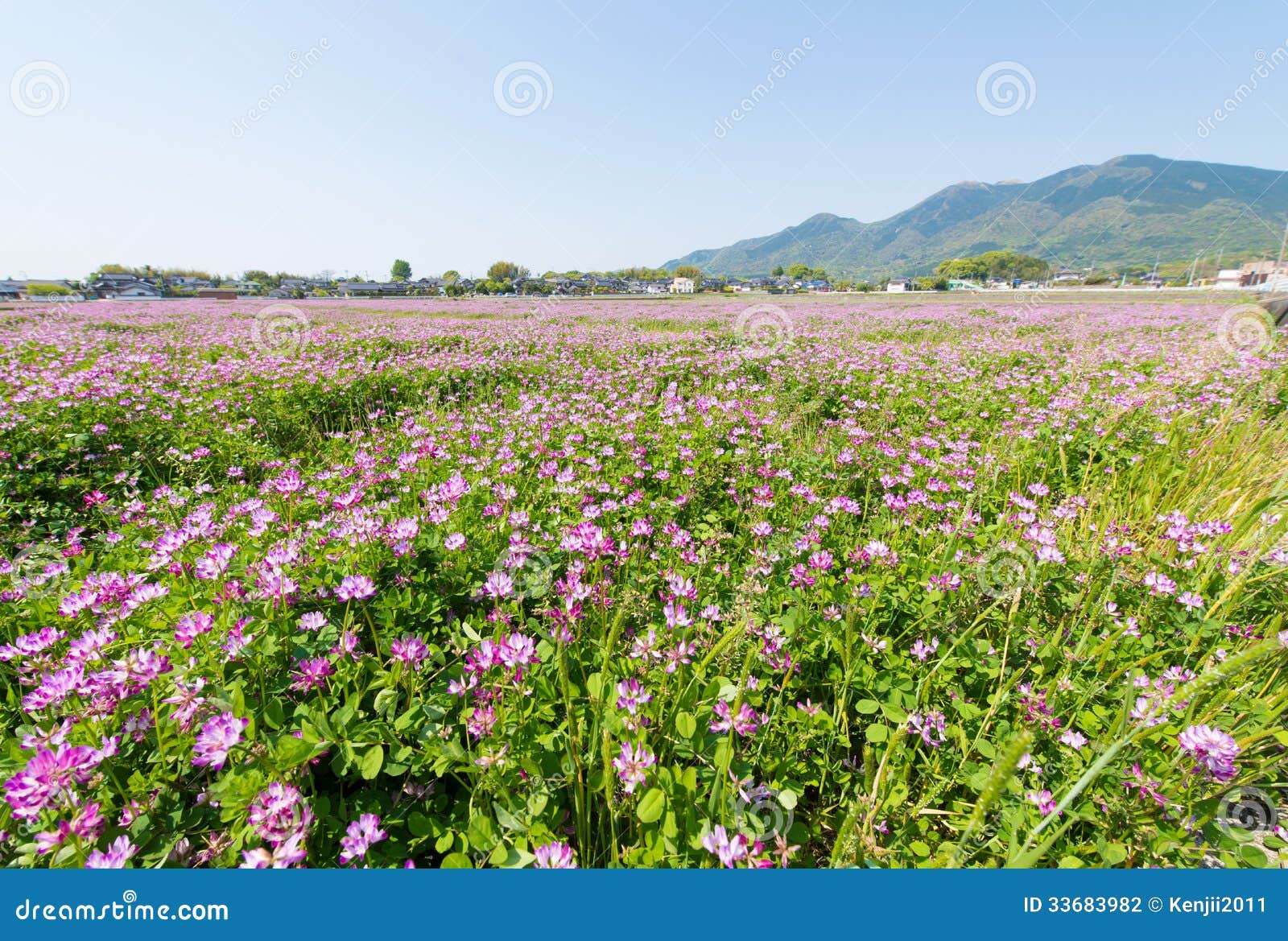 Chinese milk vetch stock photo. Image of beauty, sunny - 33683982